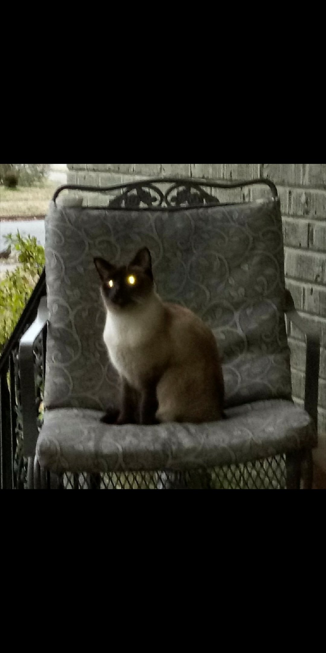 Siamese Soul Stealer | Scrolller