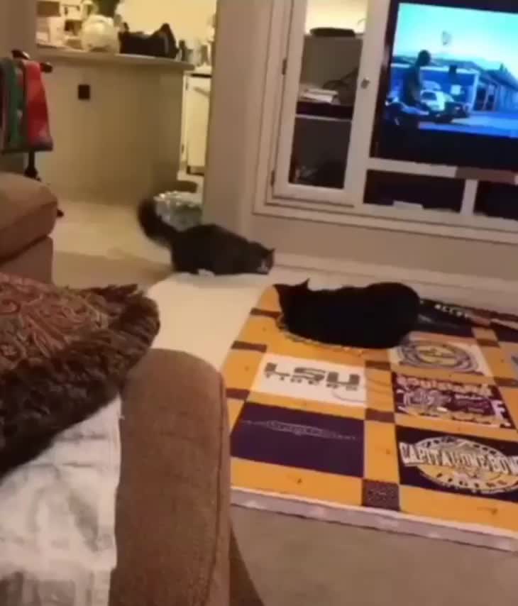 Sick move bro | Scrolller