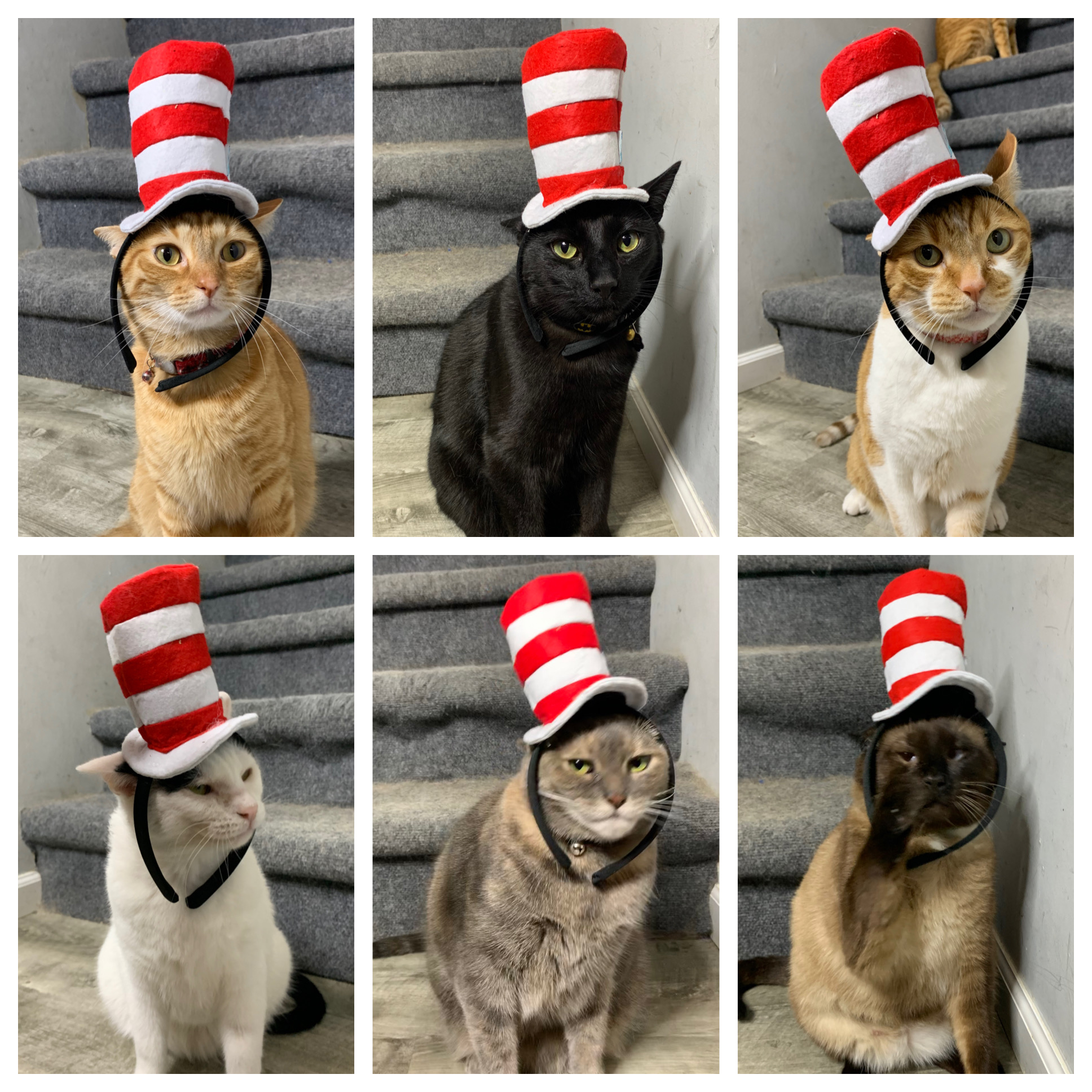 Silly Hats: The Cat in the Hat! | Scrolller