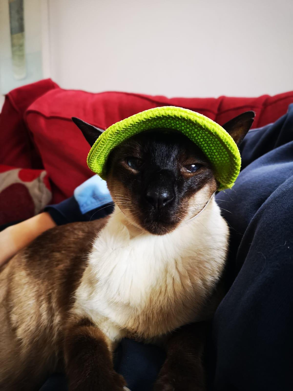 Simba in a hat | Scrolller