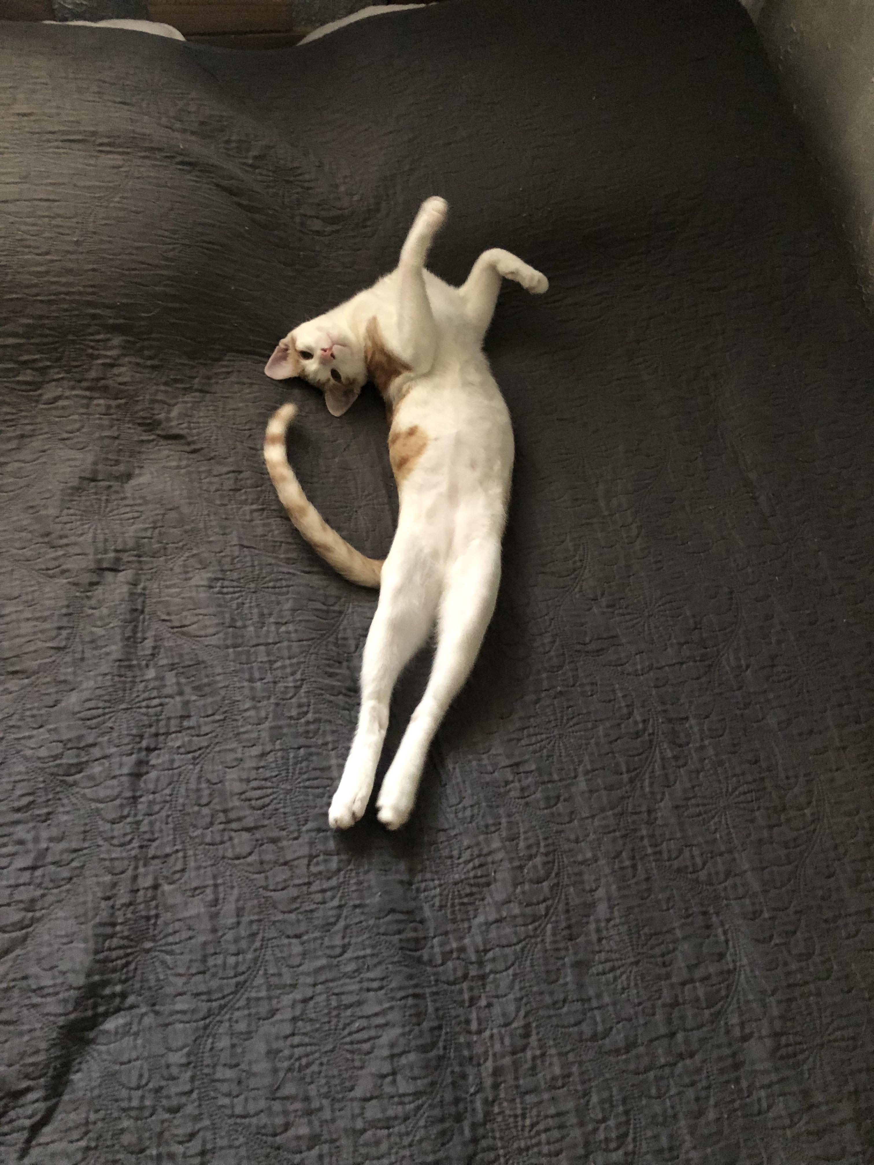 Simba loves to show his belly | Scrolller