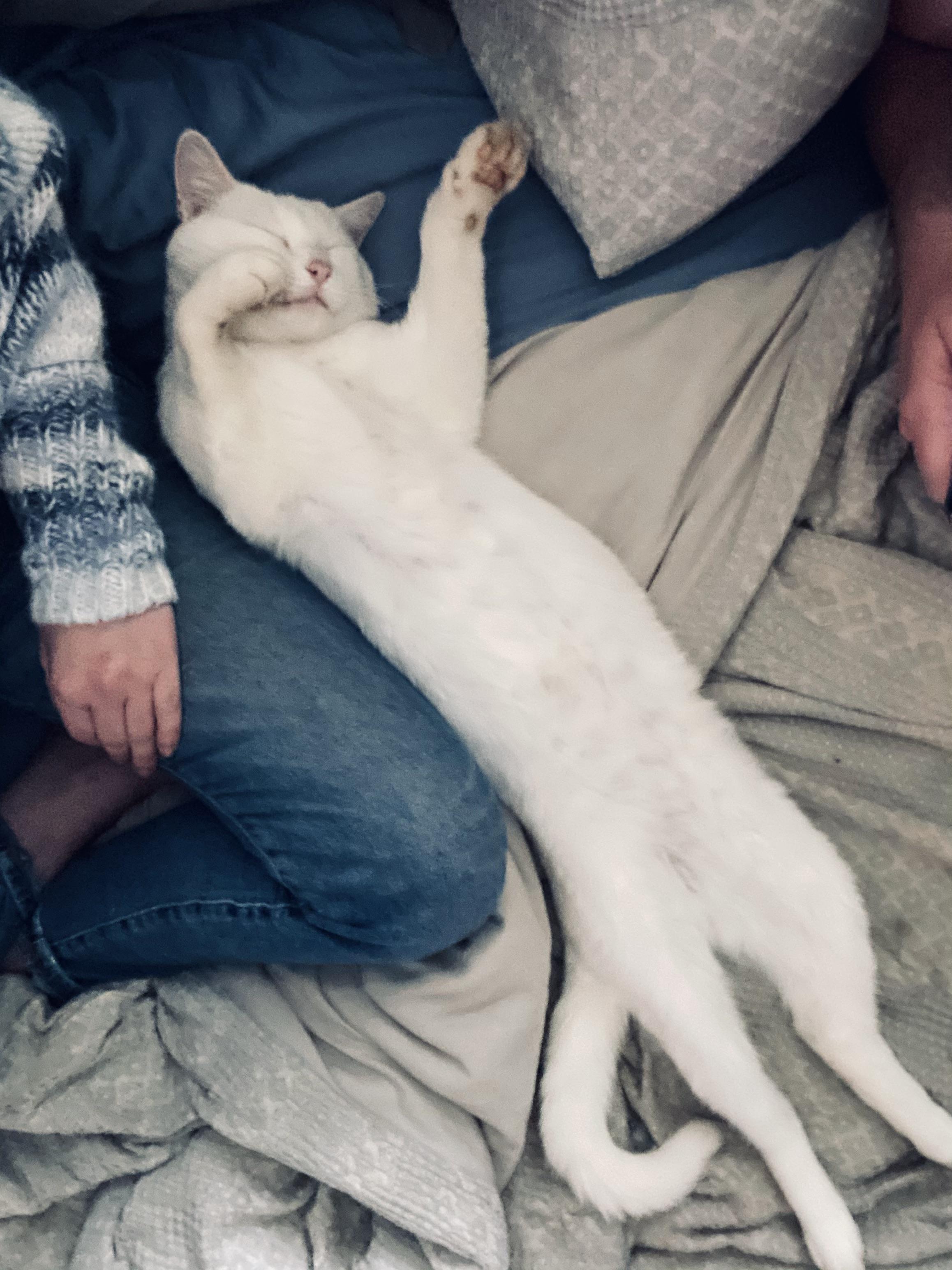 Simon long boi snoozing | Scrolller