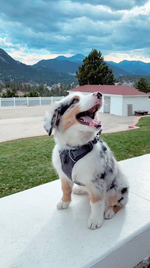 Sir Charles enjoying the cooler weather! | Scrolller