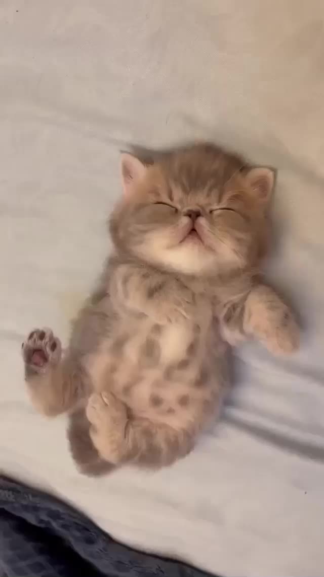 Sleep well, cutie... | Scrolller