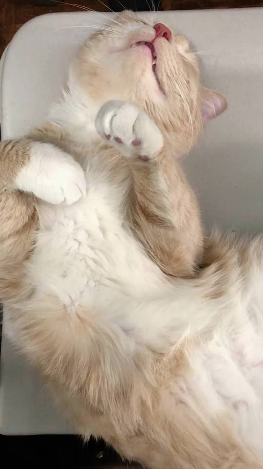 Sleeping Cat | Scrolller