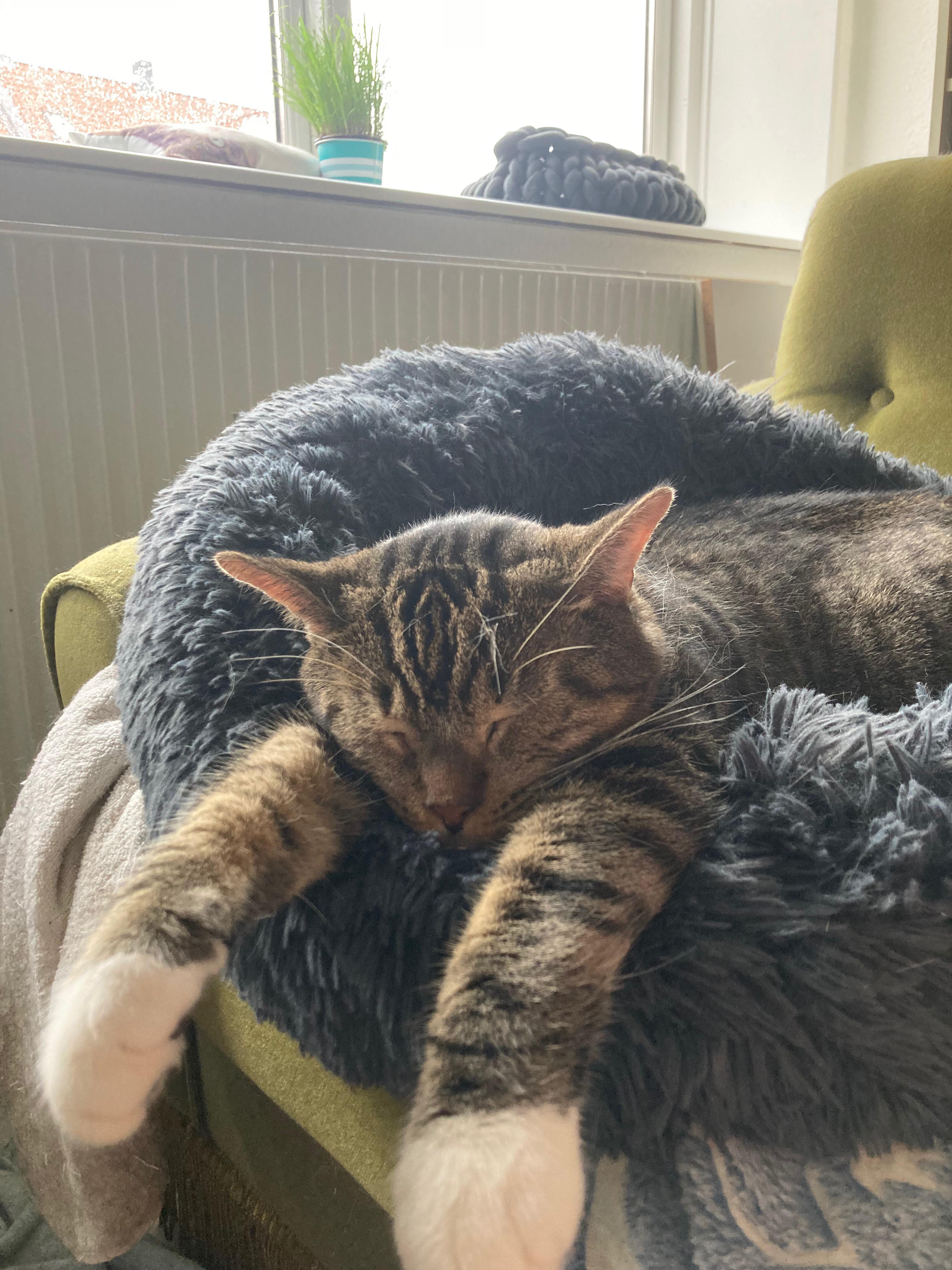 Sleeping position. He loves sleeping like this | Scrolller