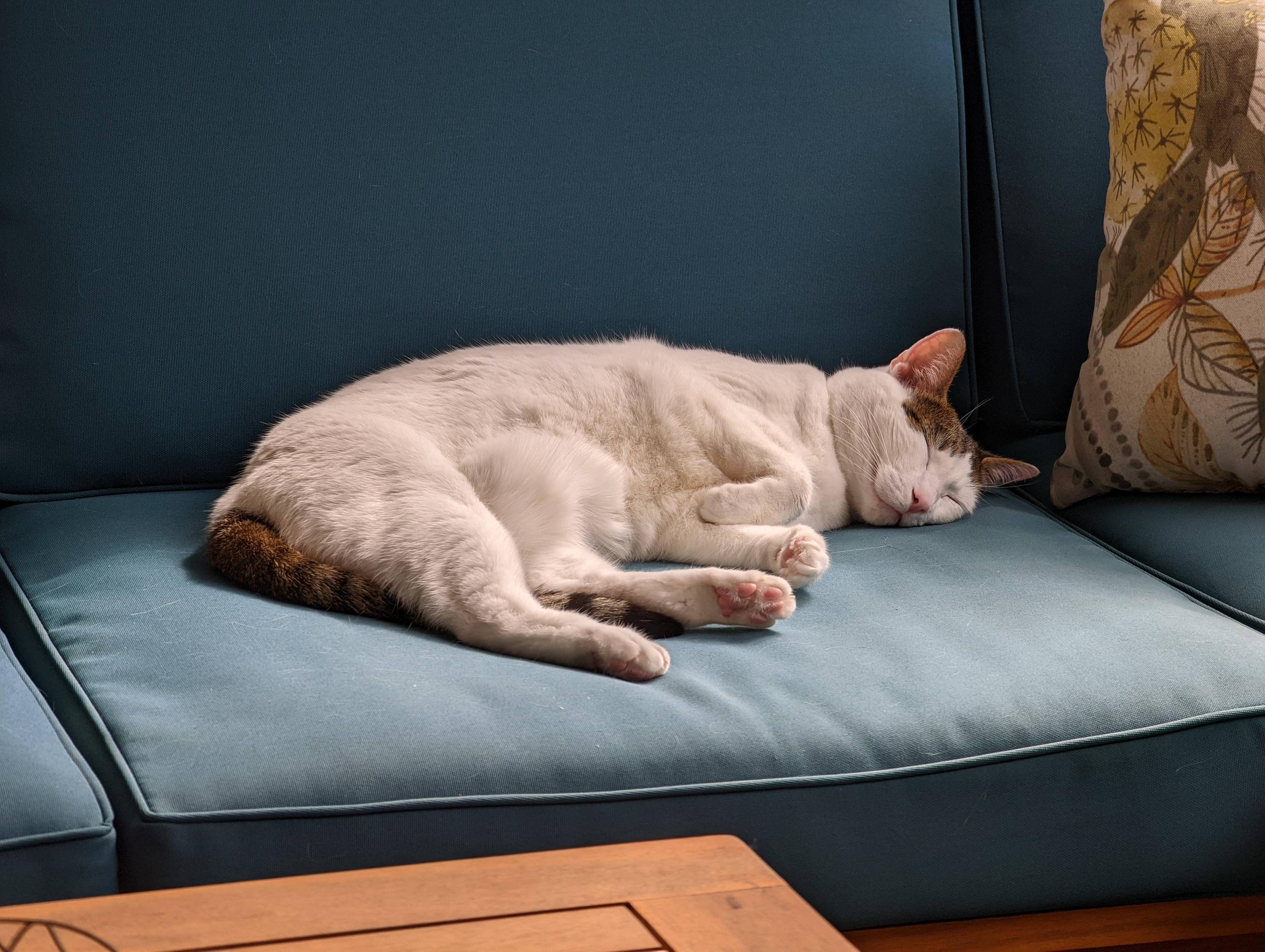 Sleepy beans | Scrolller