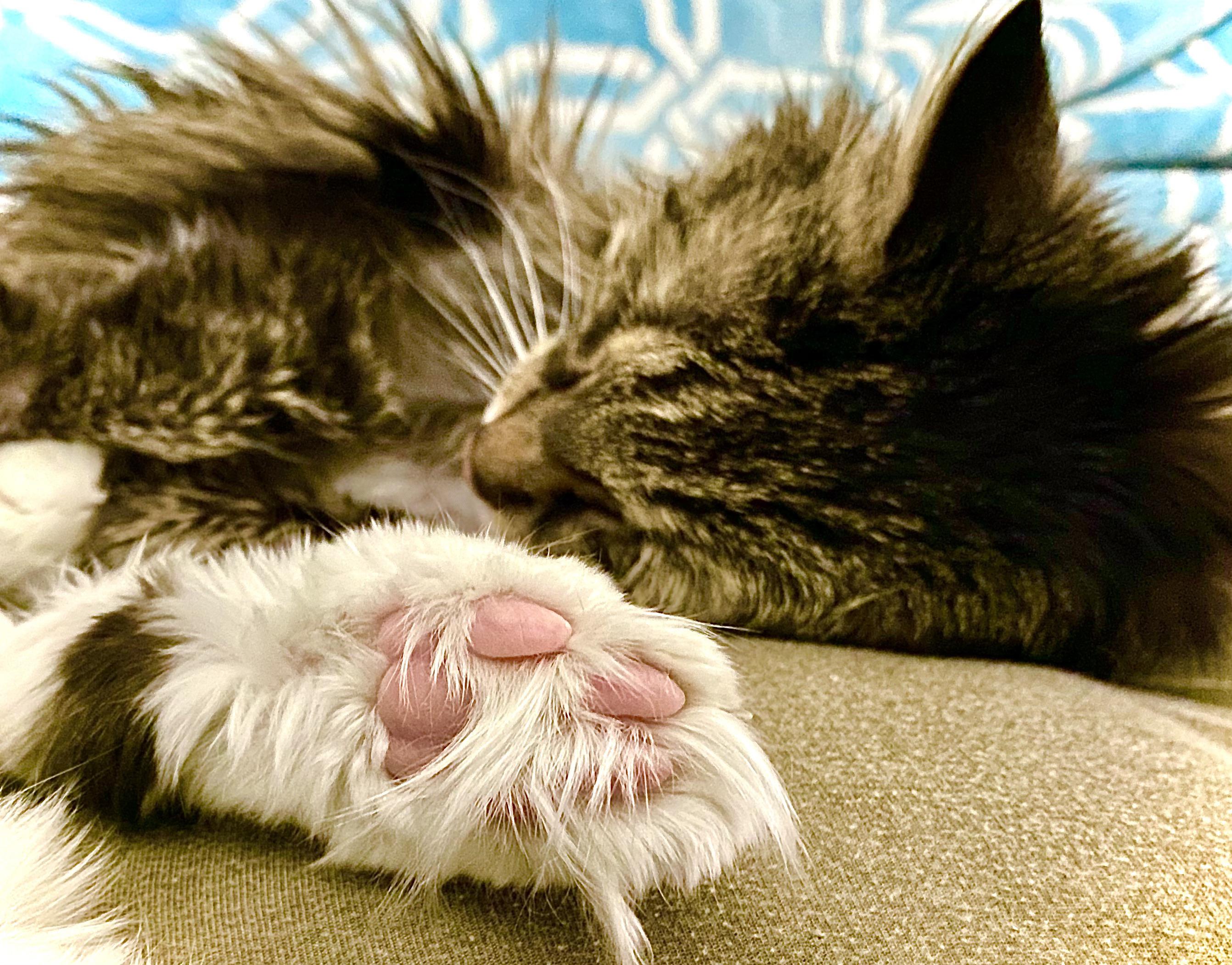 Sleepy beans | Scrolller