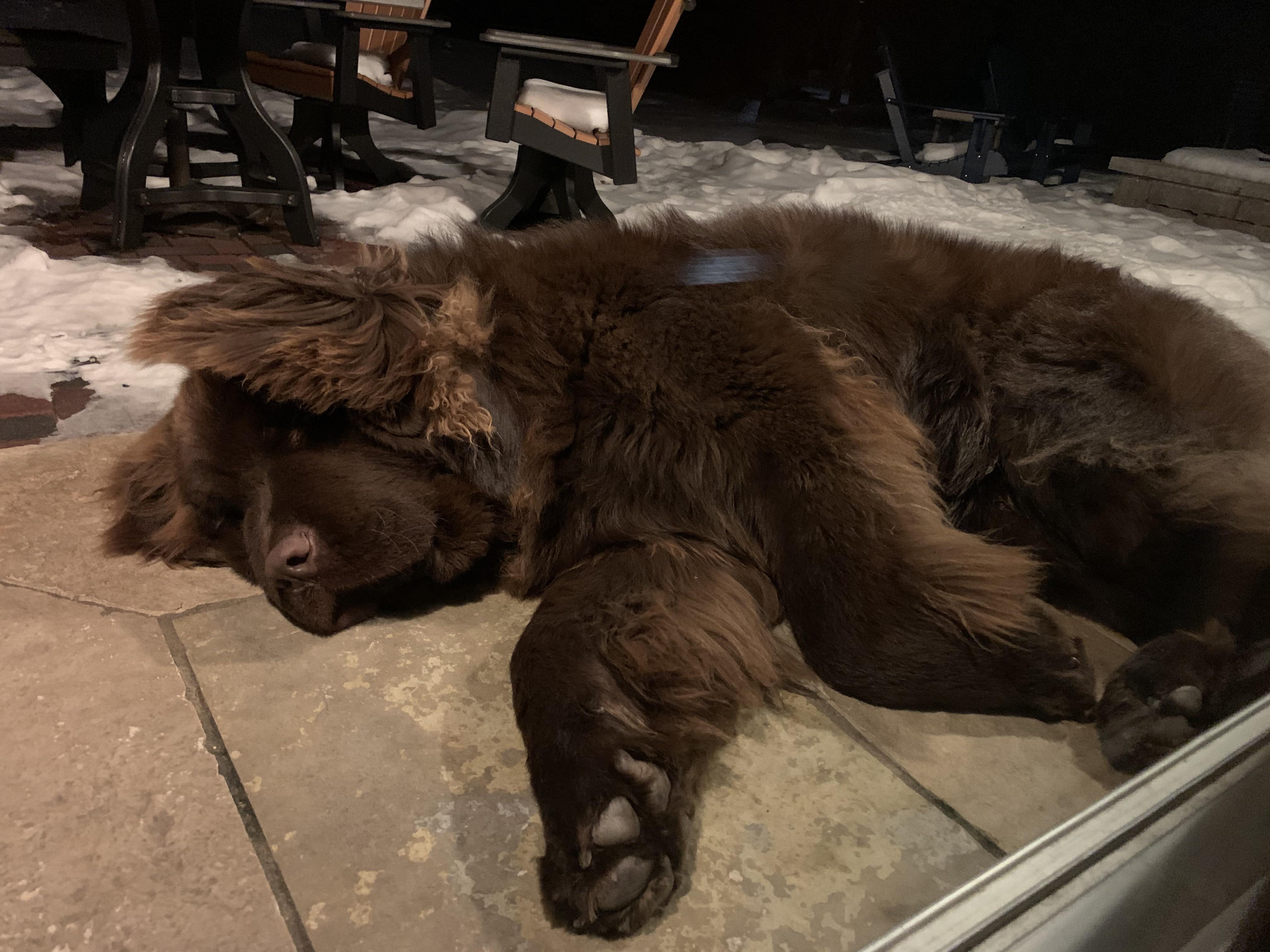 Sleepy Bear | Scrolller