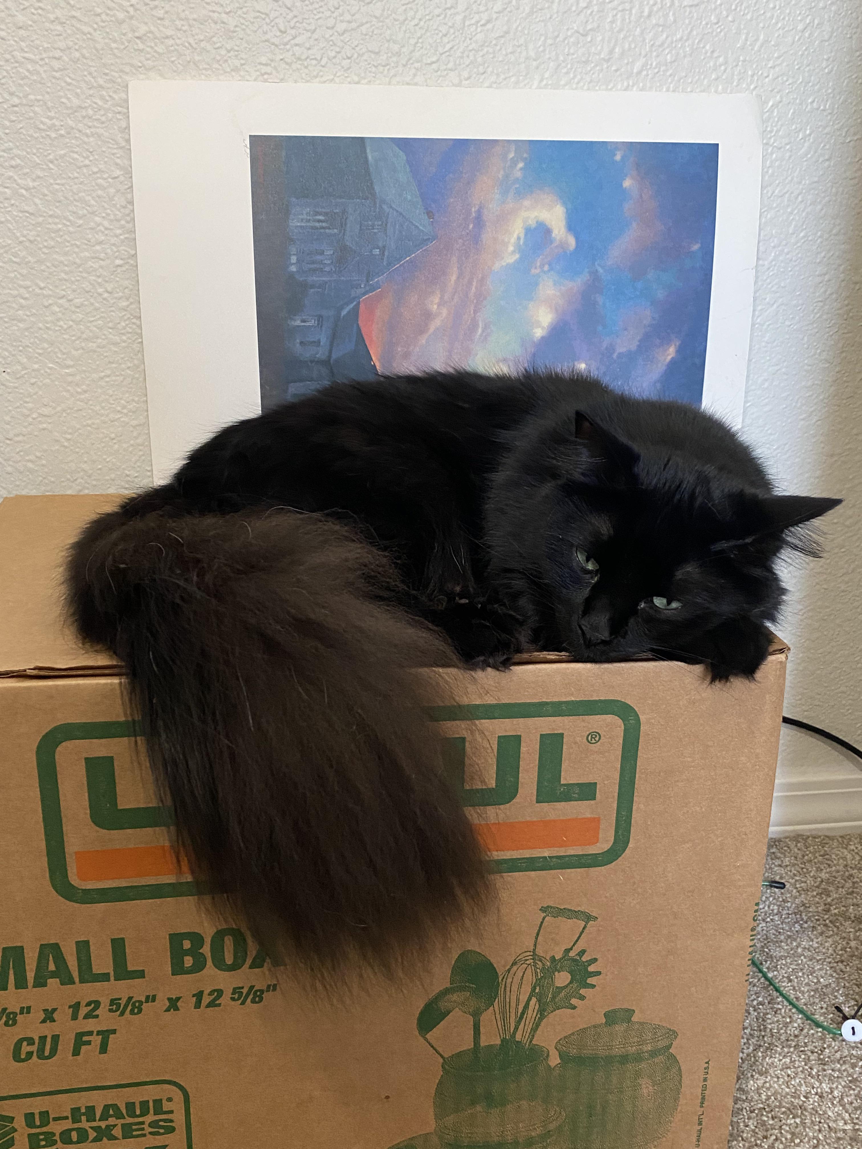 Sleepy bottlebrush | Scrolller