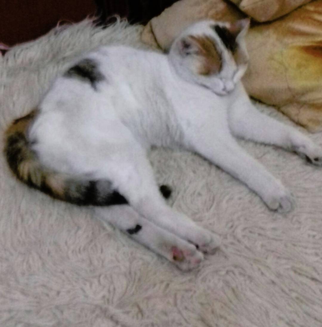 Sleepy jellybean | Scrolller