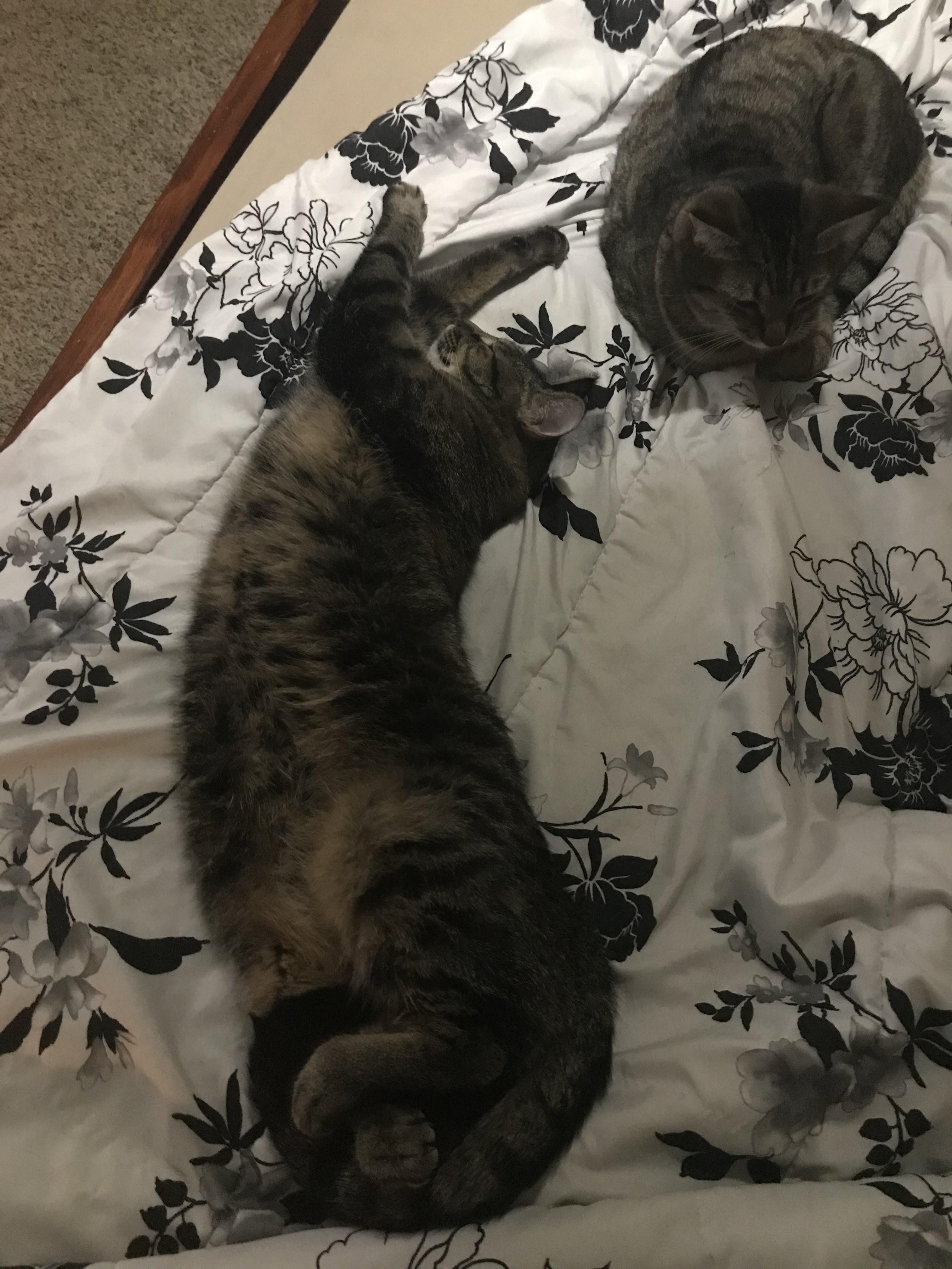 Sleepy long boy | Scrolller