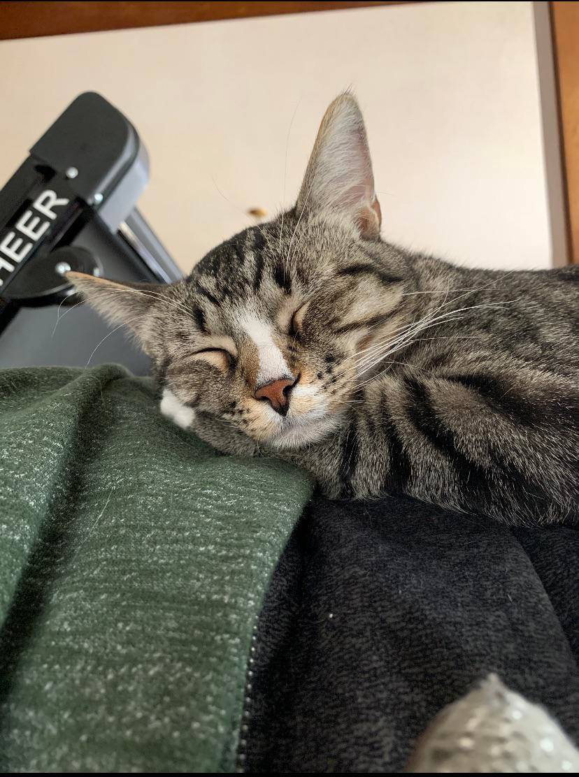 Sleepy Louie Bear | Scrolller