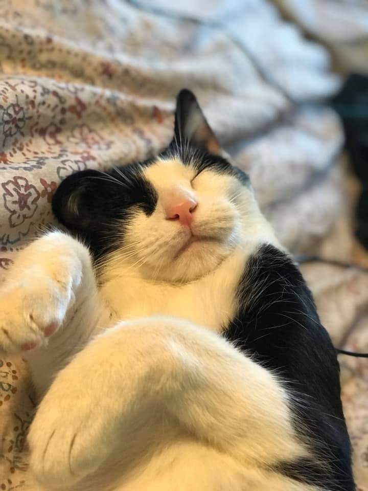 Sleepy peanut. 🥺 | Scrolller