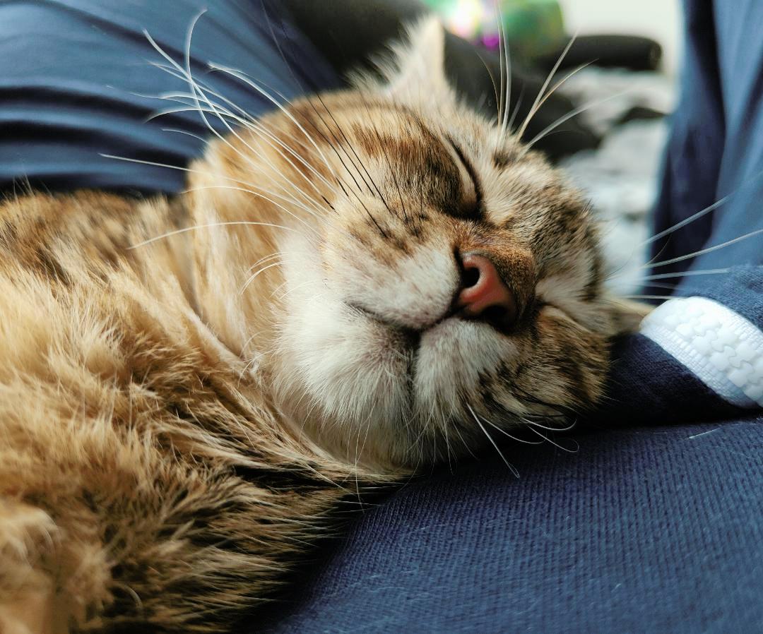 Sleepy peanuts | Scrolller