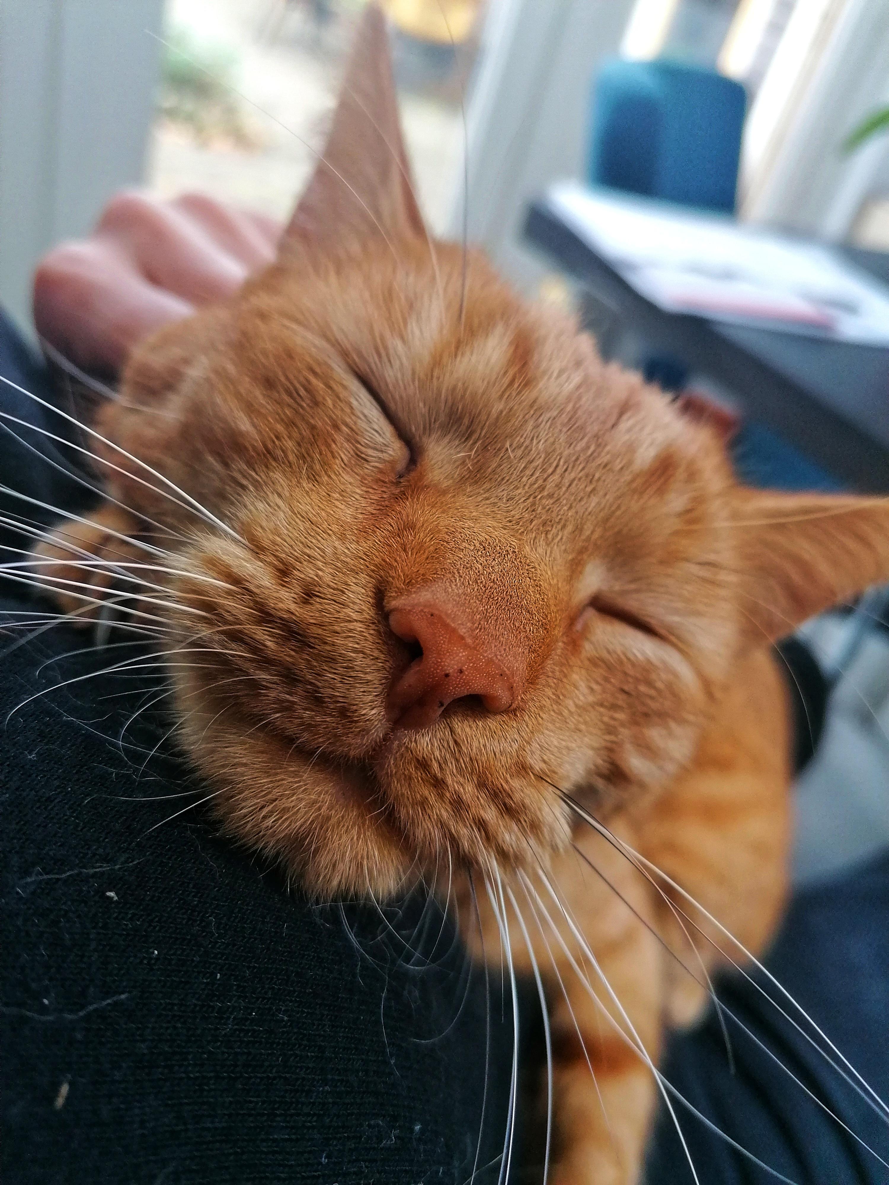 Sleepy Peanuts | Scrolller