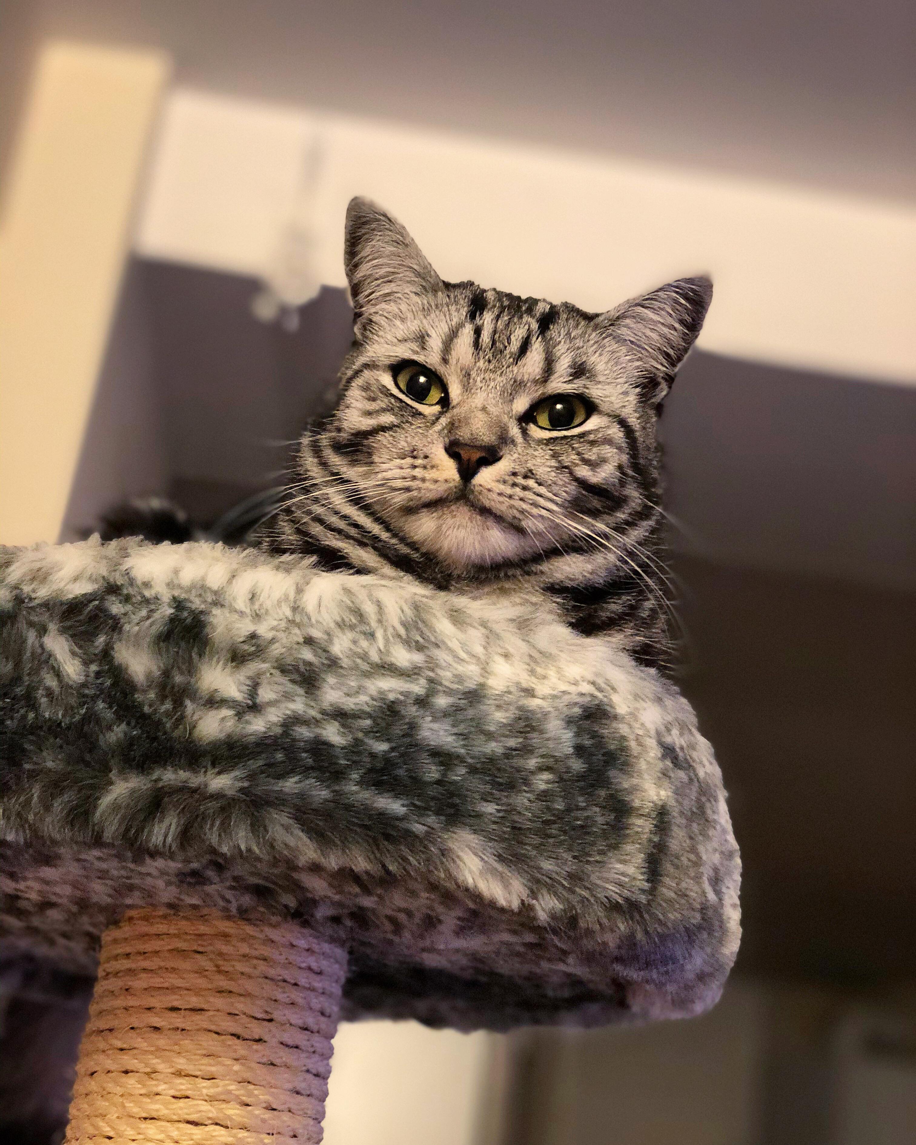 Sleepy silver peanuts! | Scrolller