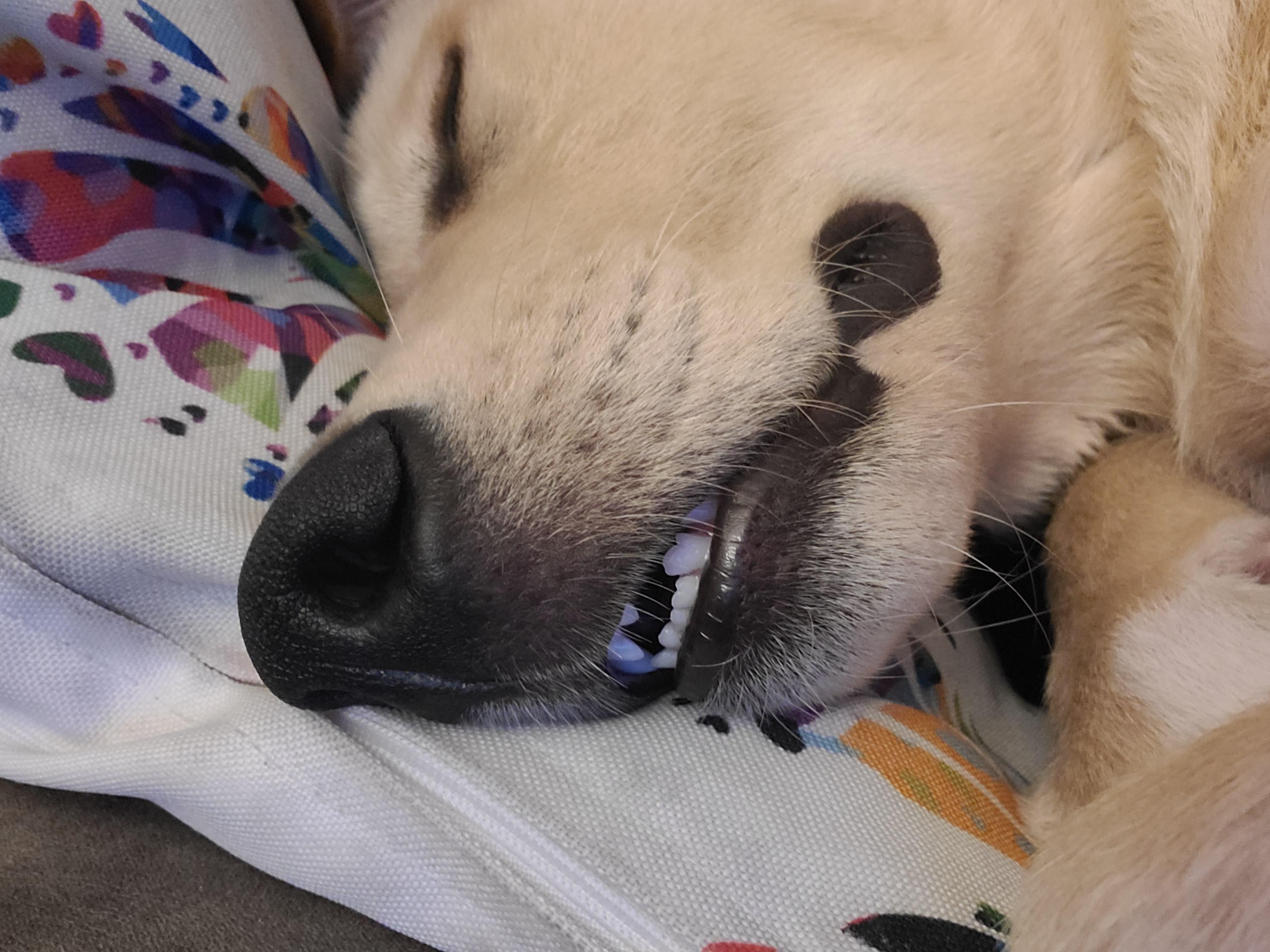 Sleepy teefs | Scrolller