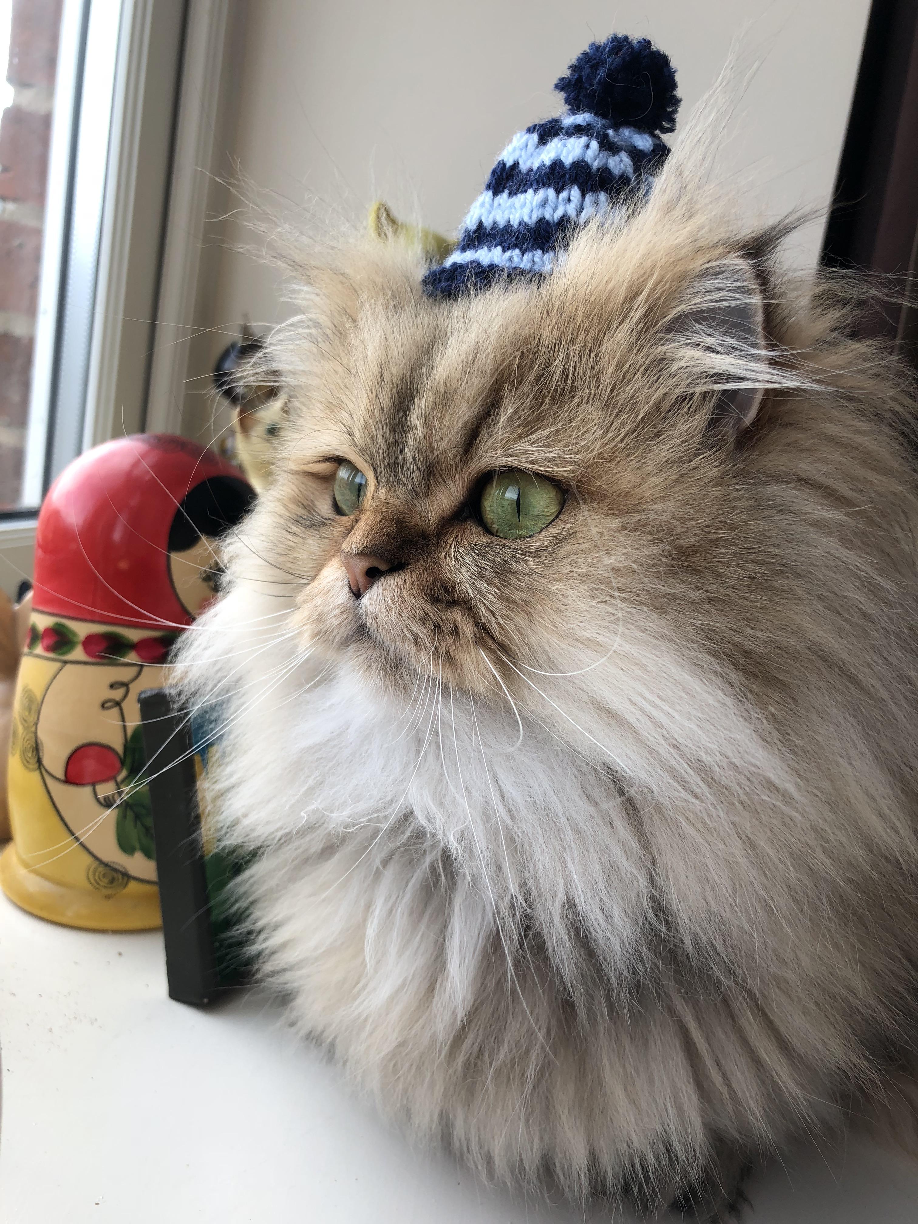 Small woolly cat modelling a small woolly hat! | Scrolller