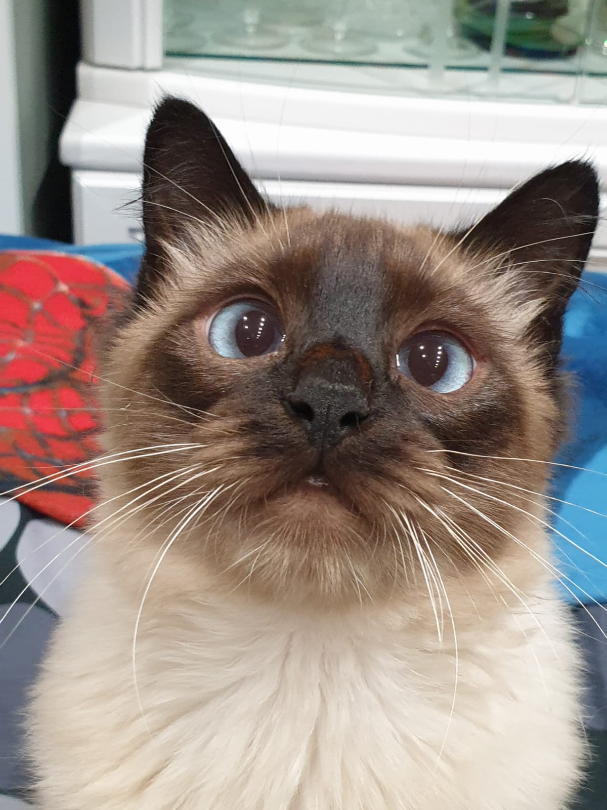 Smol peanut | Scrolller