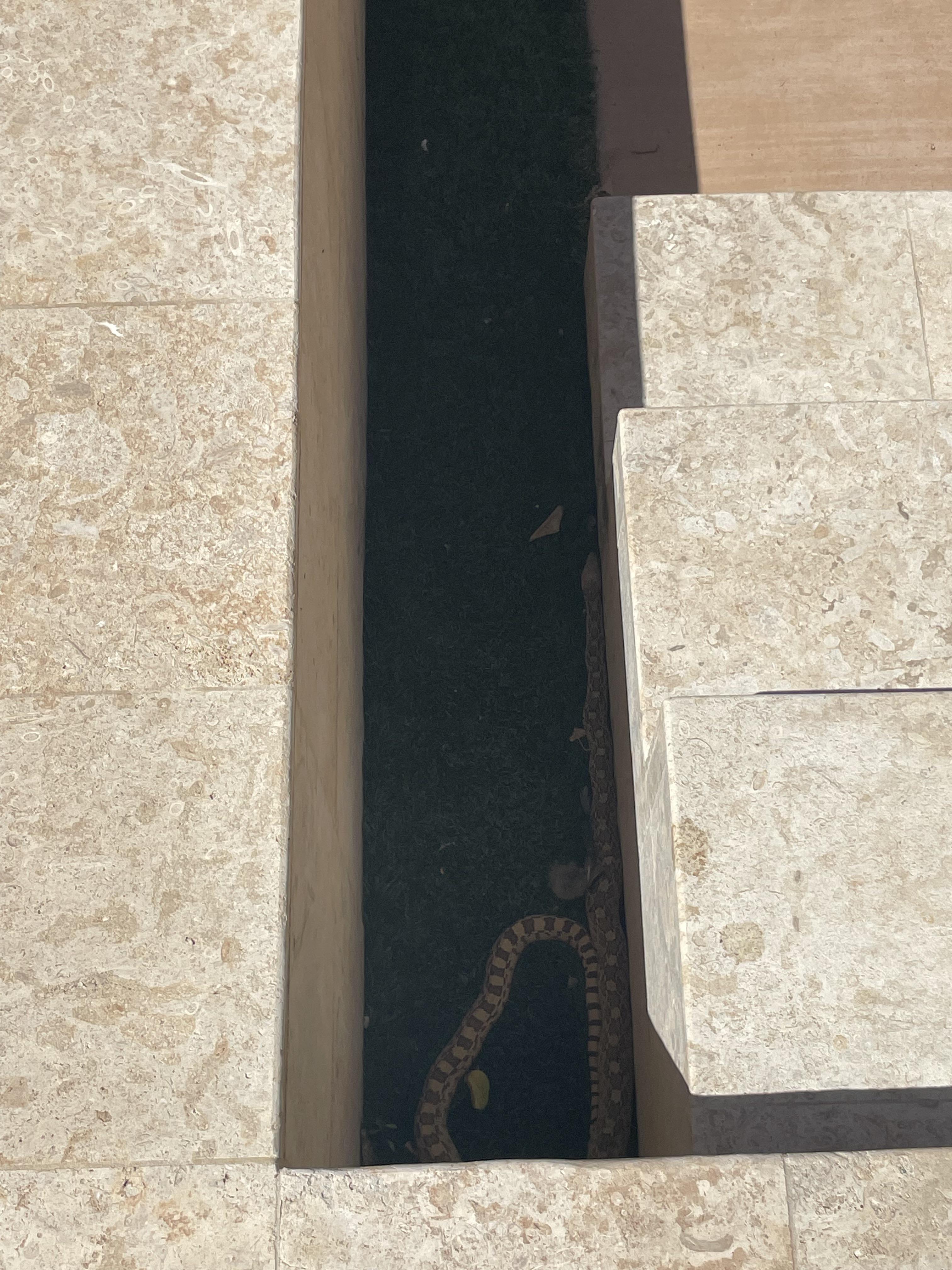 Snake ID Assistance | Scrolller