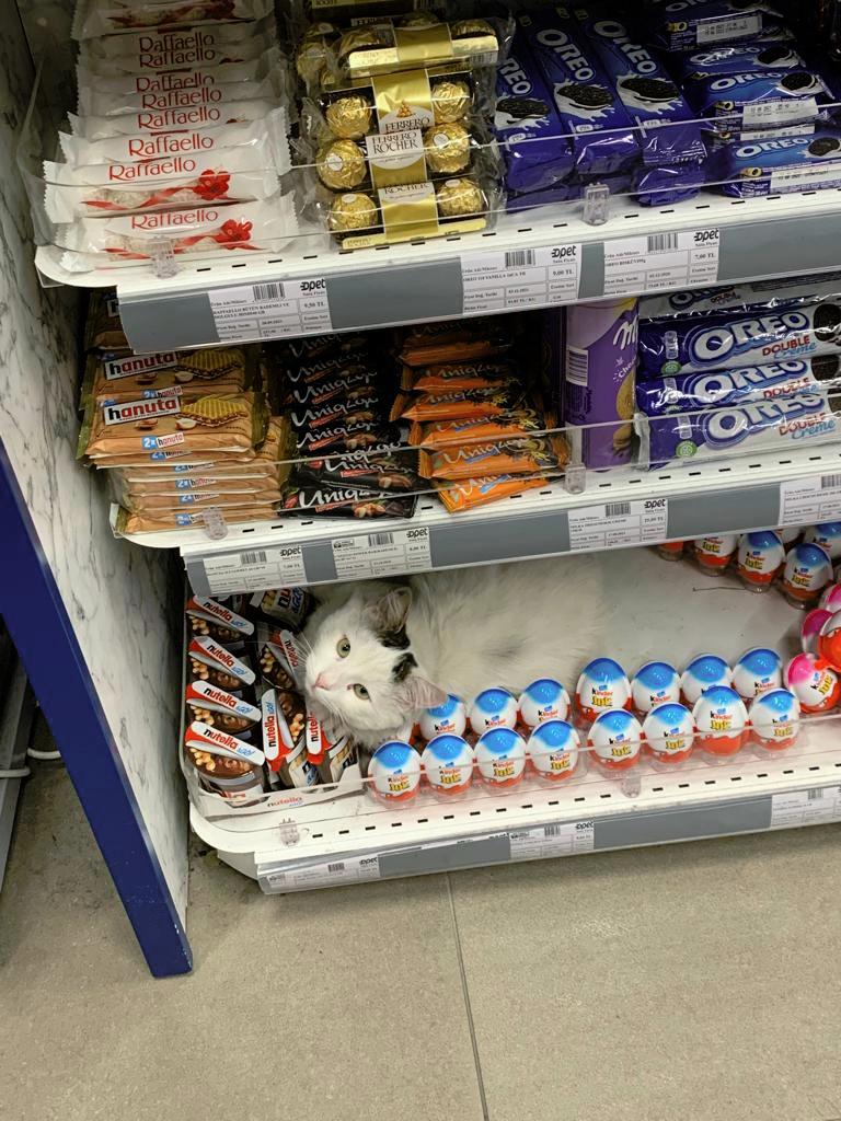 Sneak 100 Scrolller