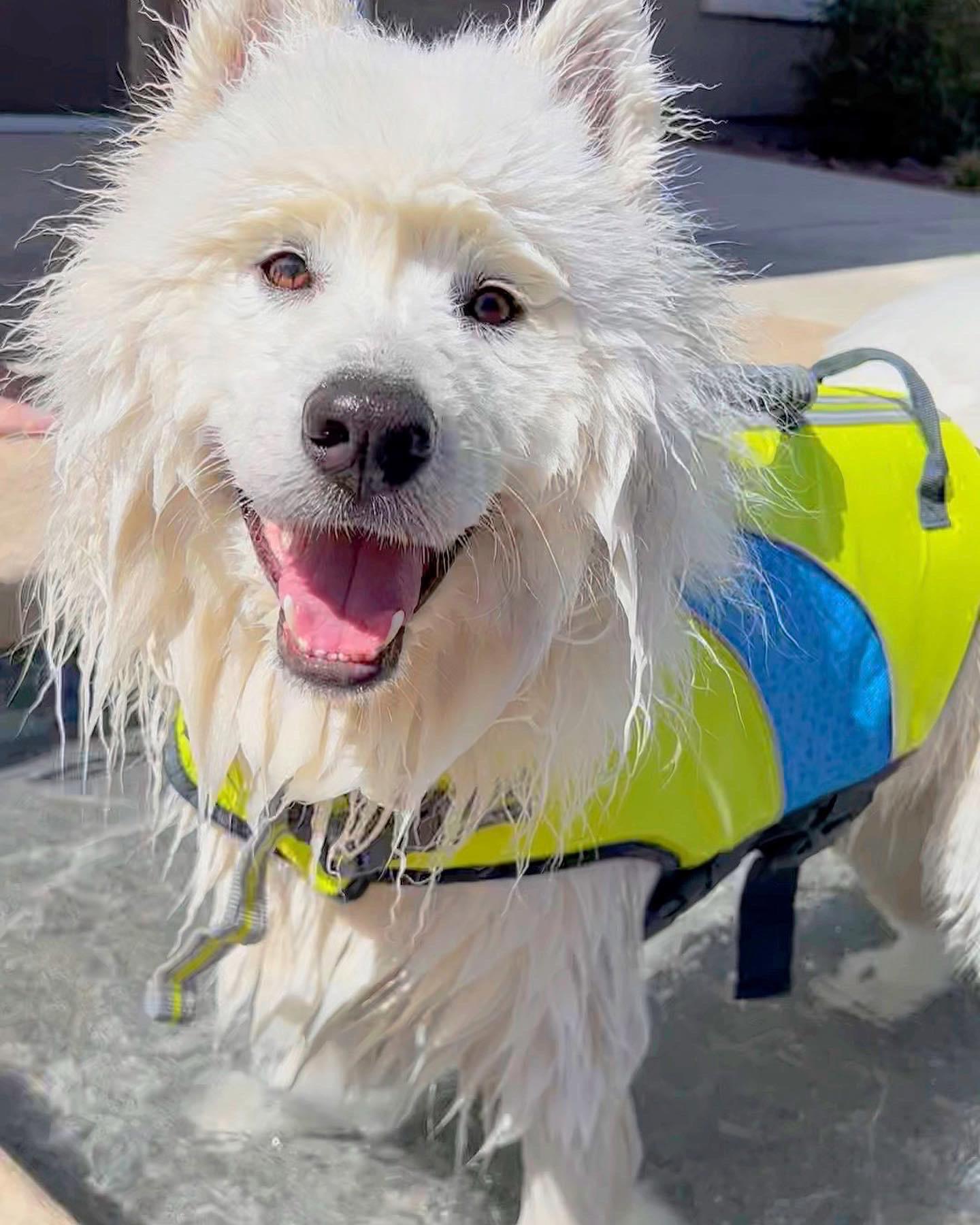 Snow’s first pool pawty!! | Scrolller