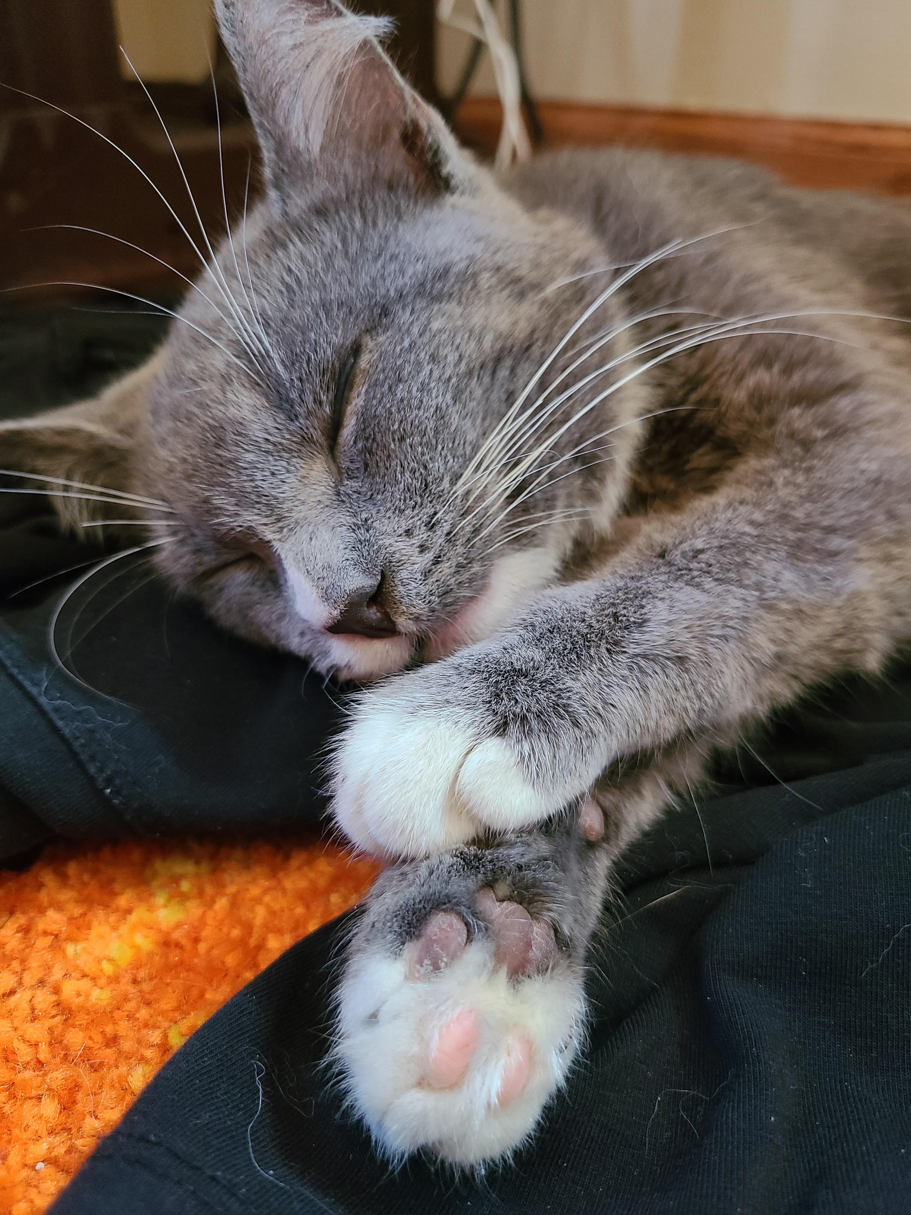 Soft paws | Scrolller