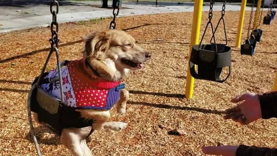 Some dogs love swings | Scrolller
