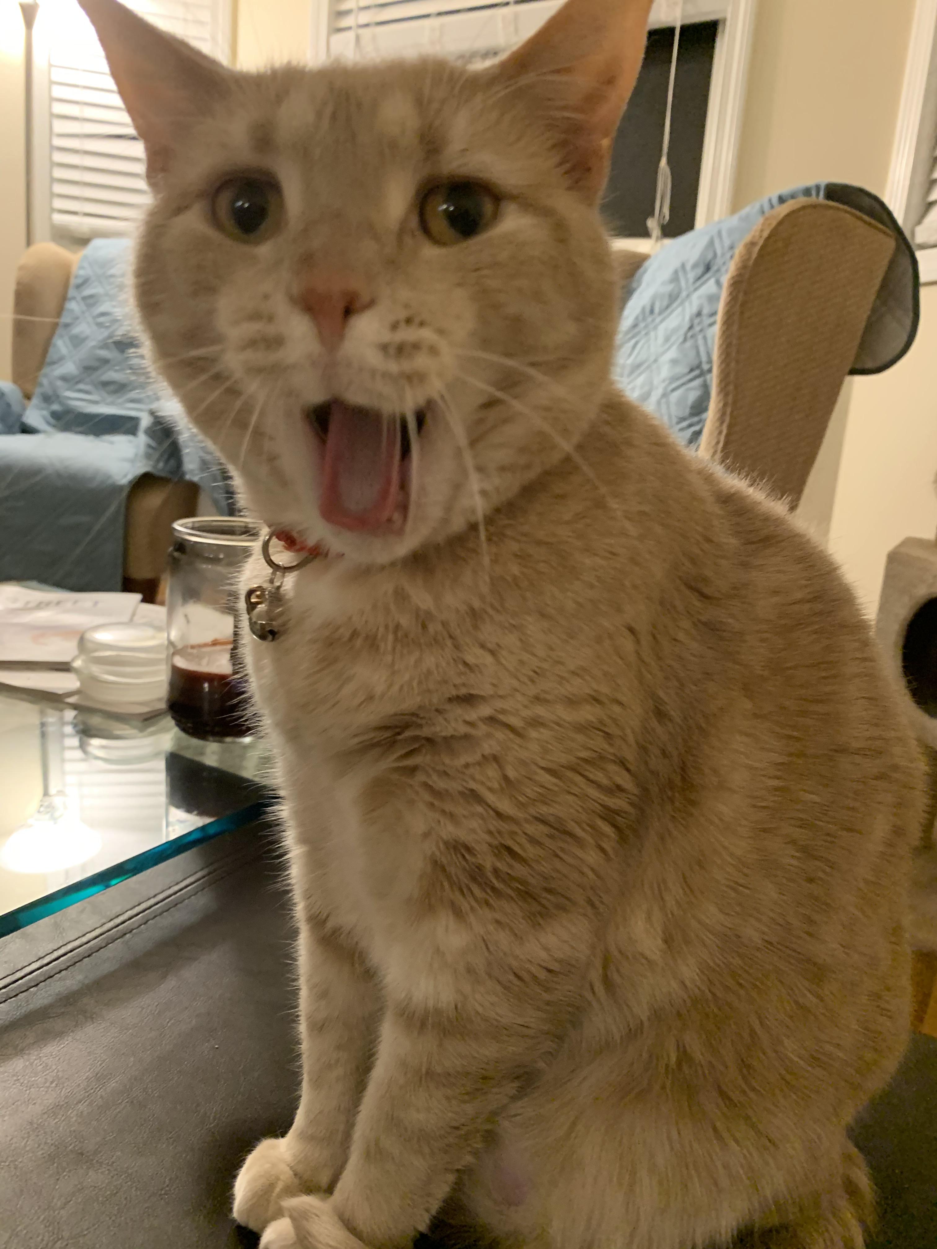 Some pre-yawn peanuts from my girl Seraph