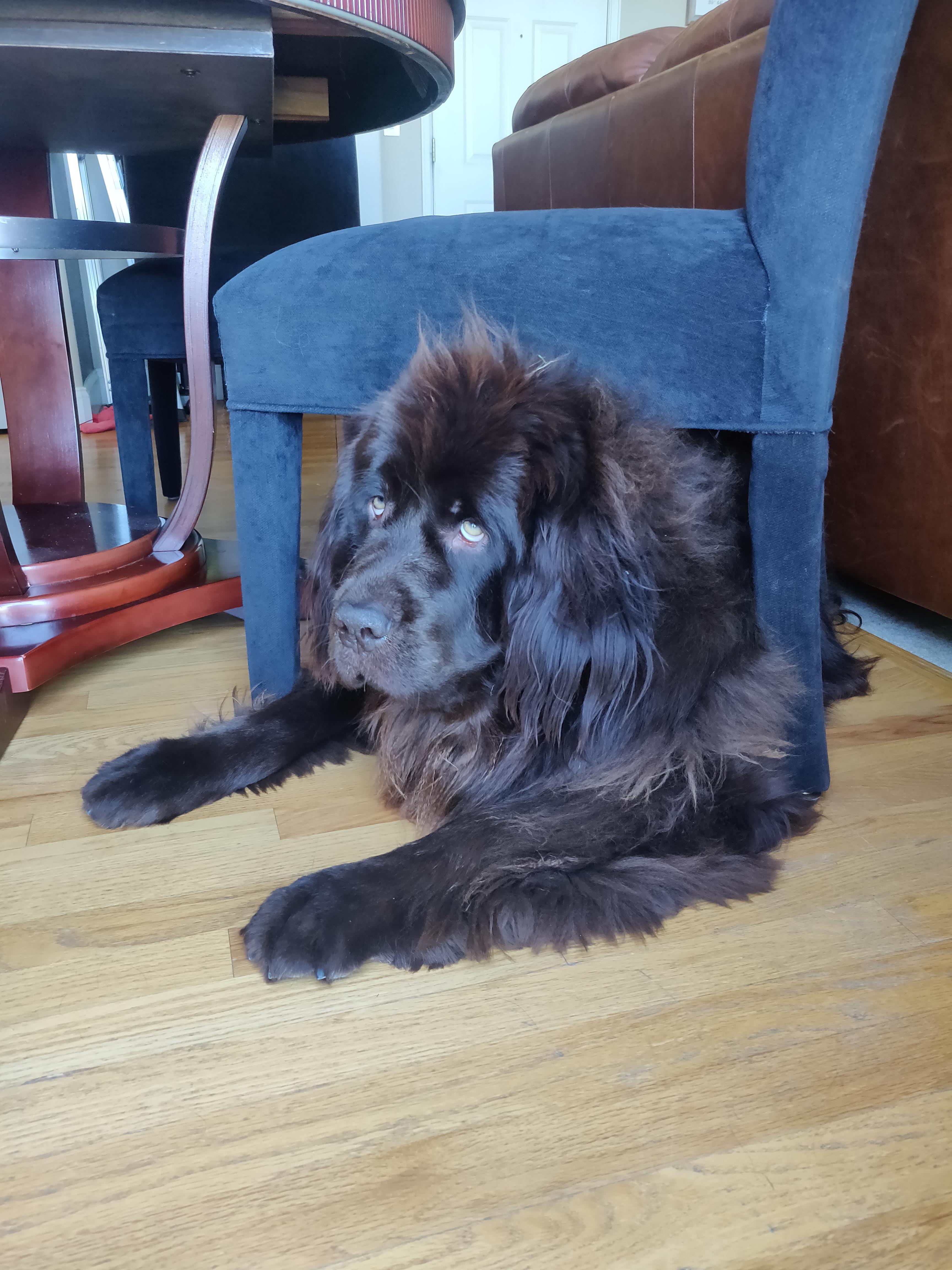 Somebody got herself stuck and required help. | Scrolller