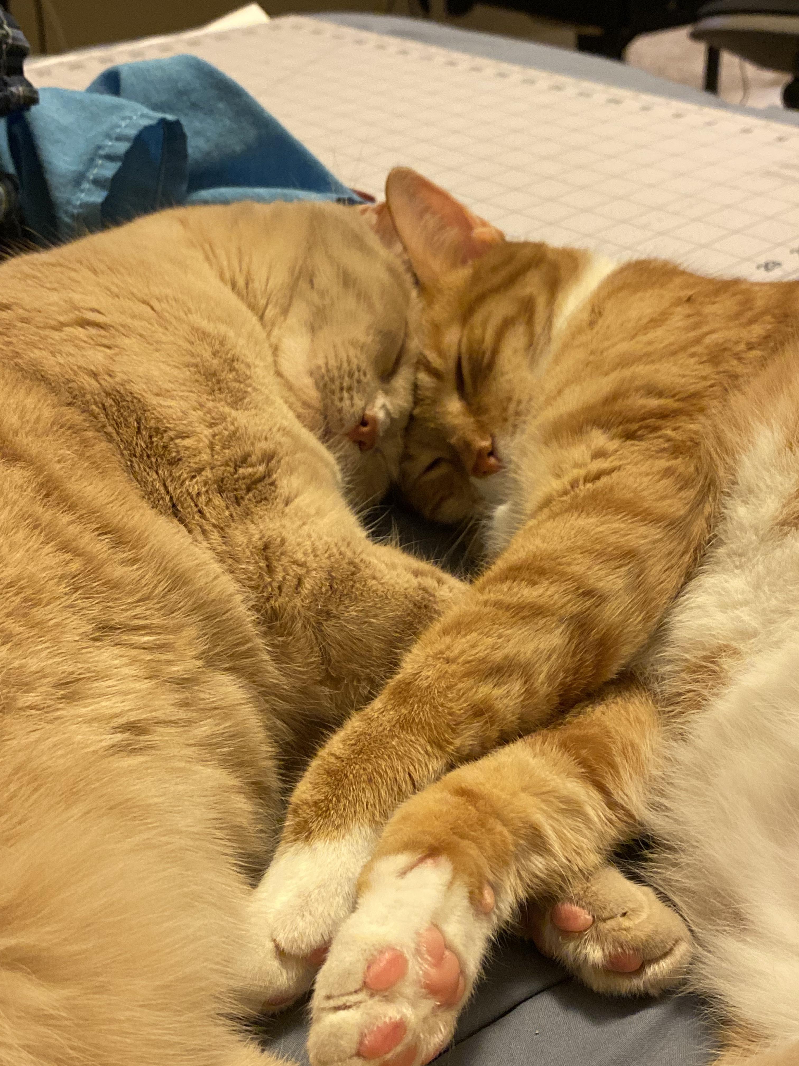 Sometimes I catch them in the middle of a braincell transfer | Scrolller