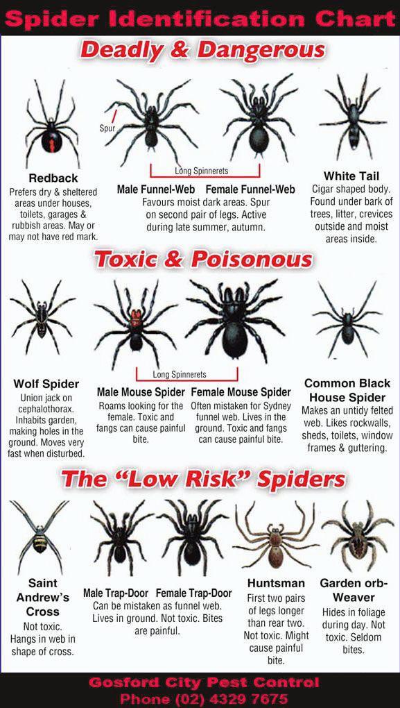 Spider Identification Chart | Scrolller
