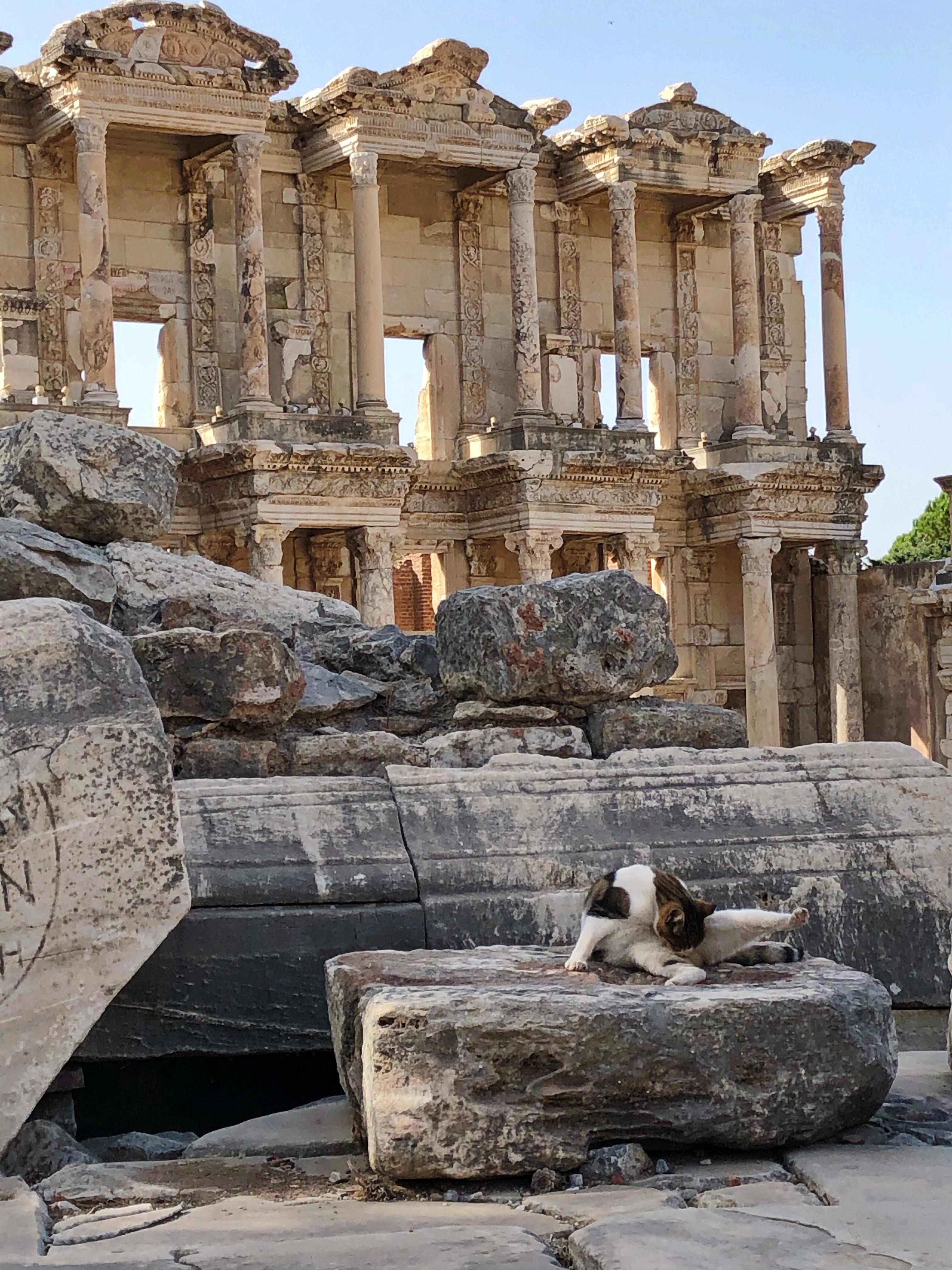 Spot the kitty at Ephesus | Scrolller