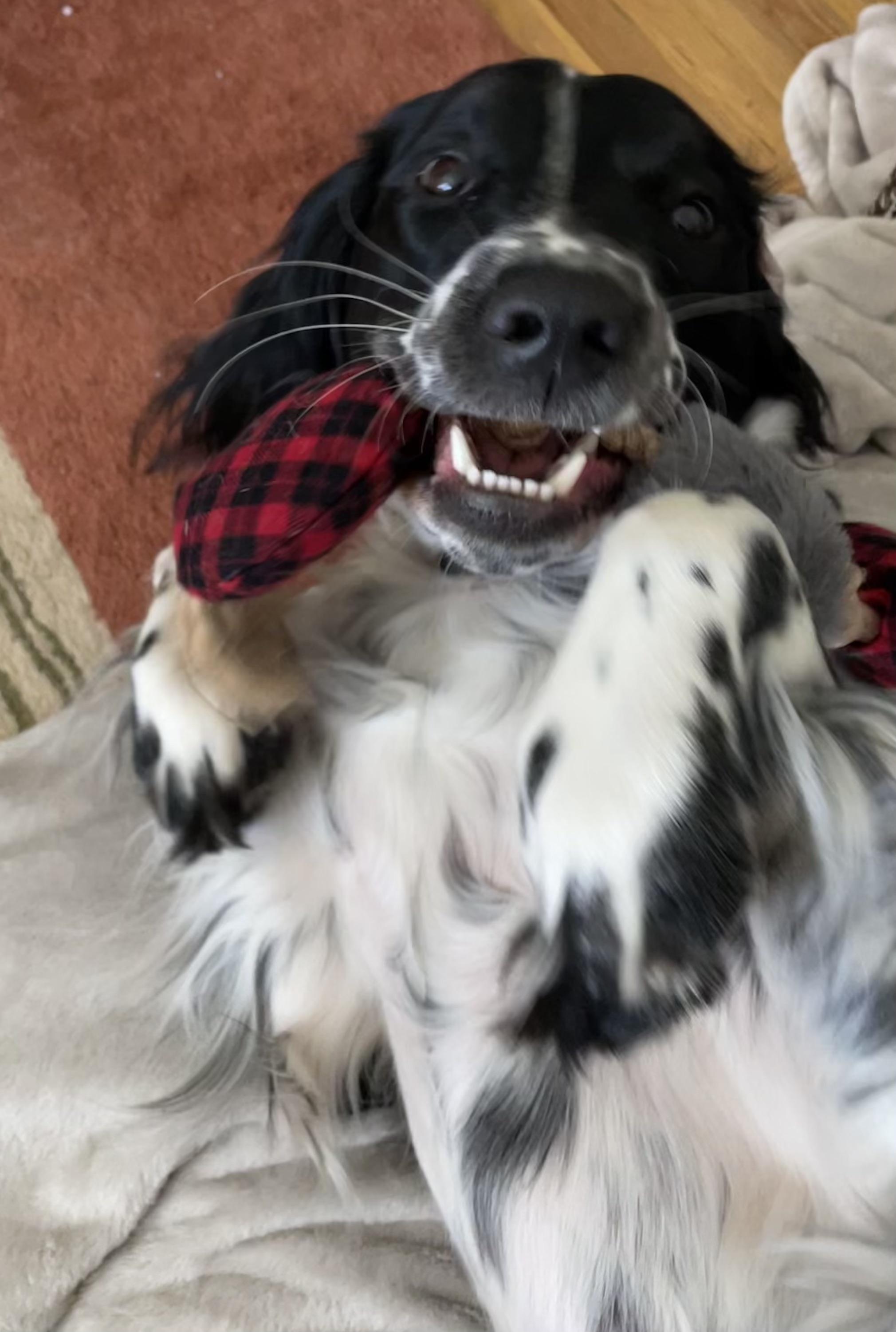 Springer Smiles! | Scrolller