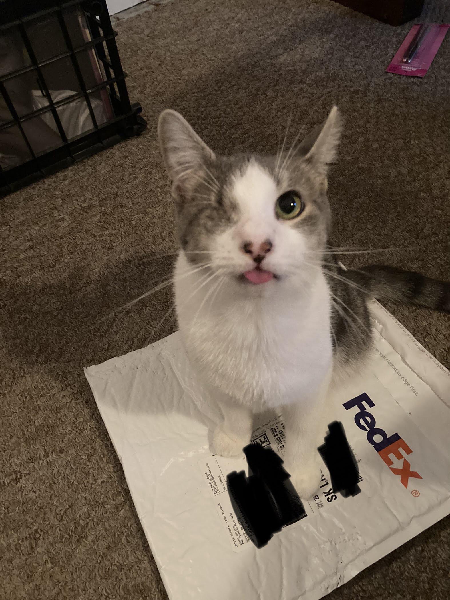 Spunky and undefeated Mrs. Hudson! | Scrolller