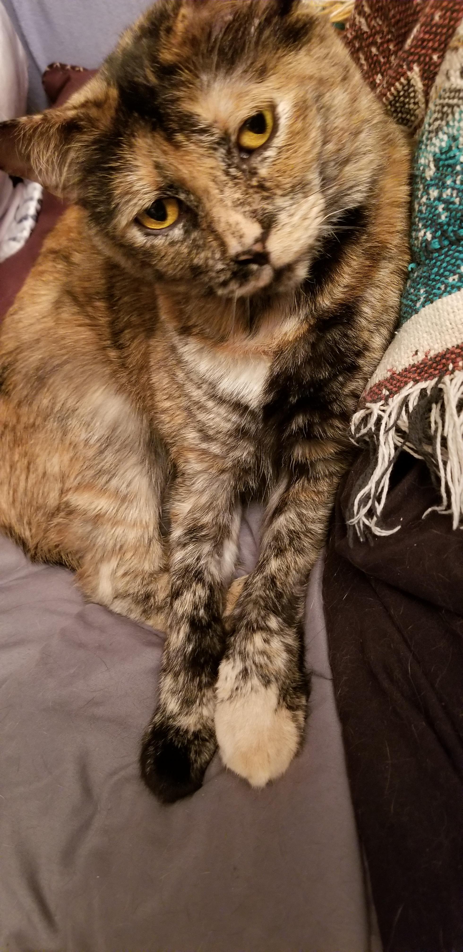 Stachies displaying her beautifully mismatched front socks with straightened feetsies | Scrolller