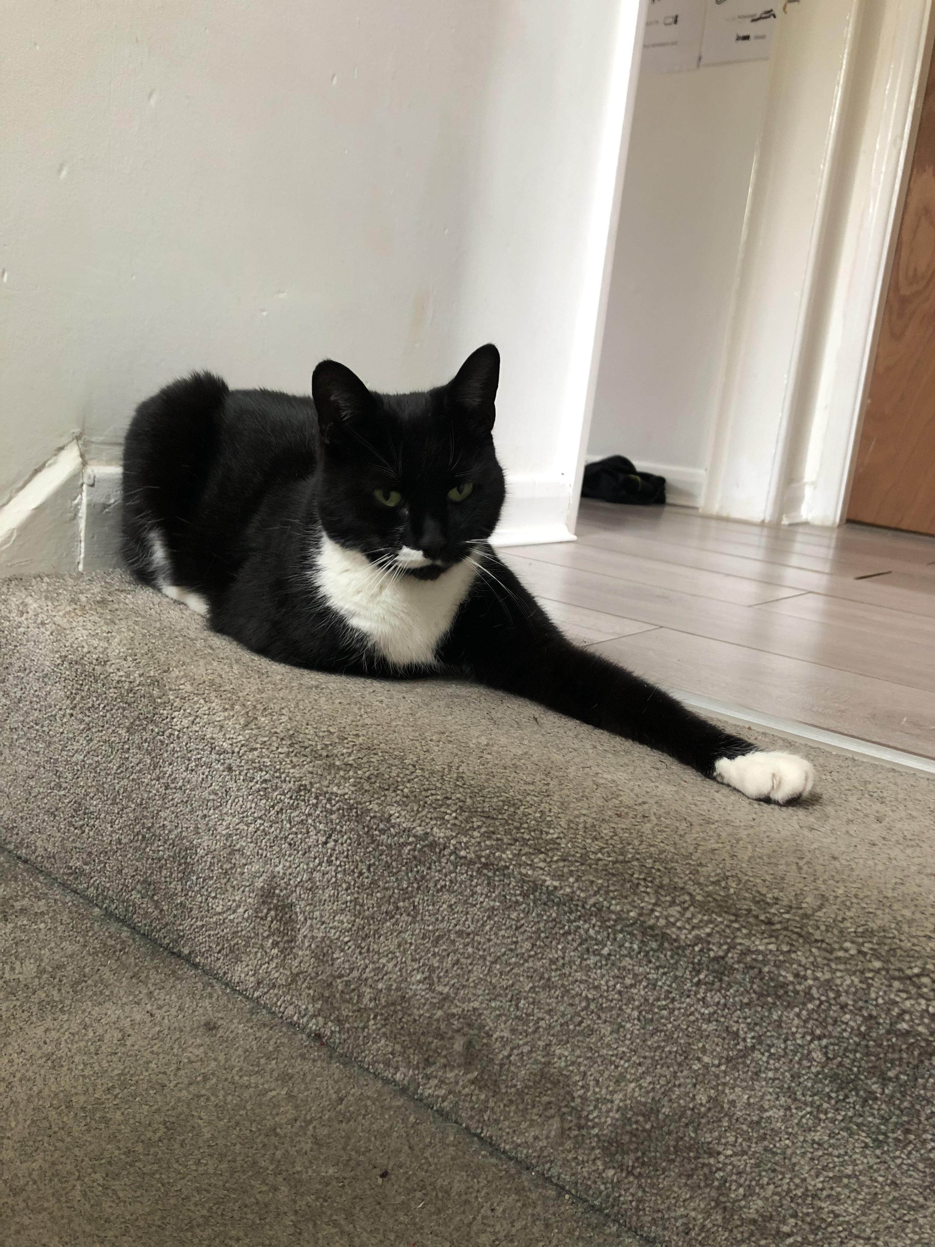 Stair Guardian with an extra long one | Scrolller