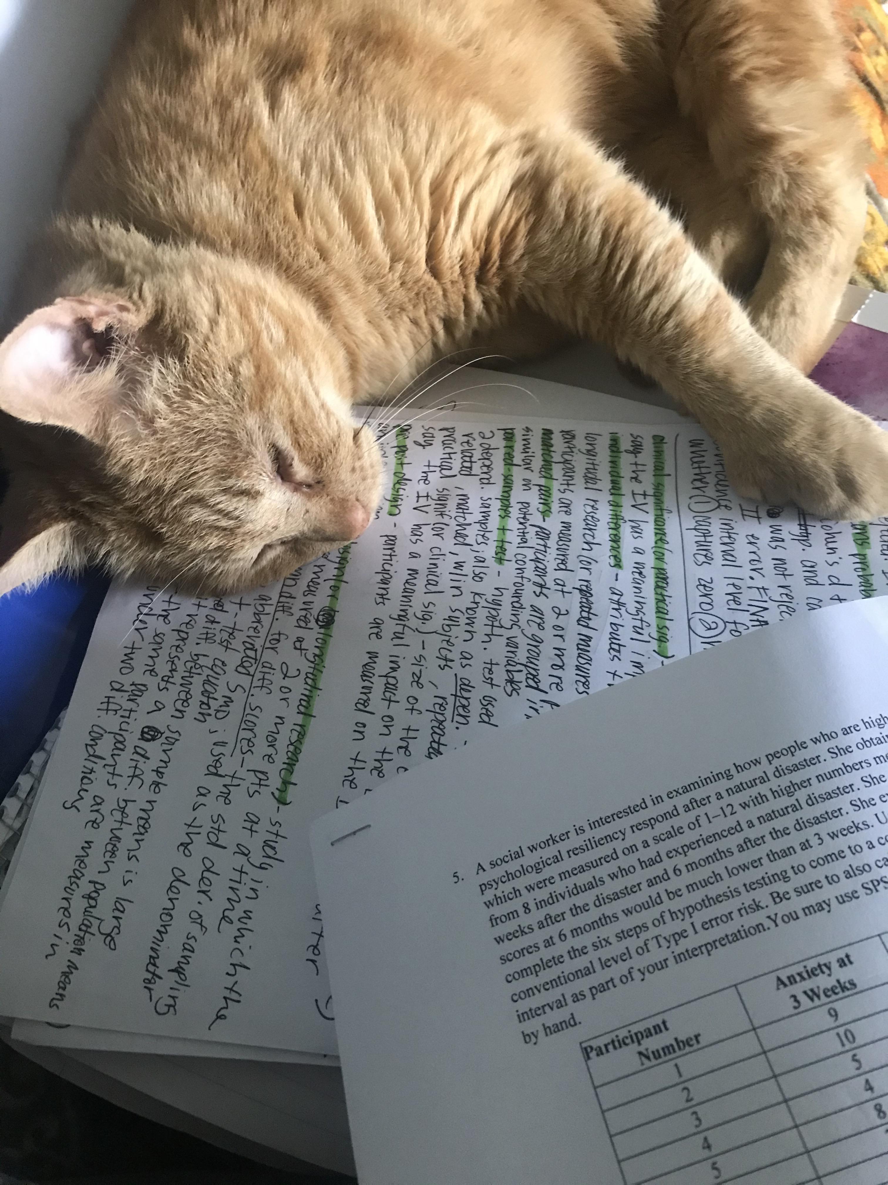 Statistics homework never looked so cute.. | Scrolller