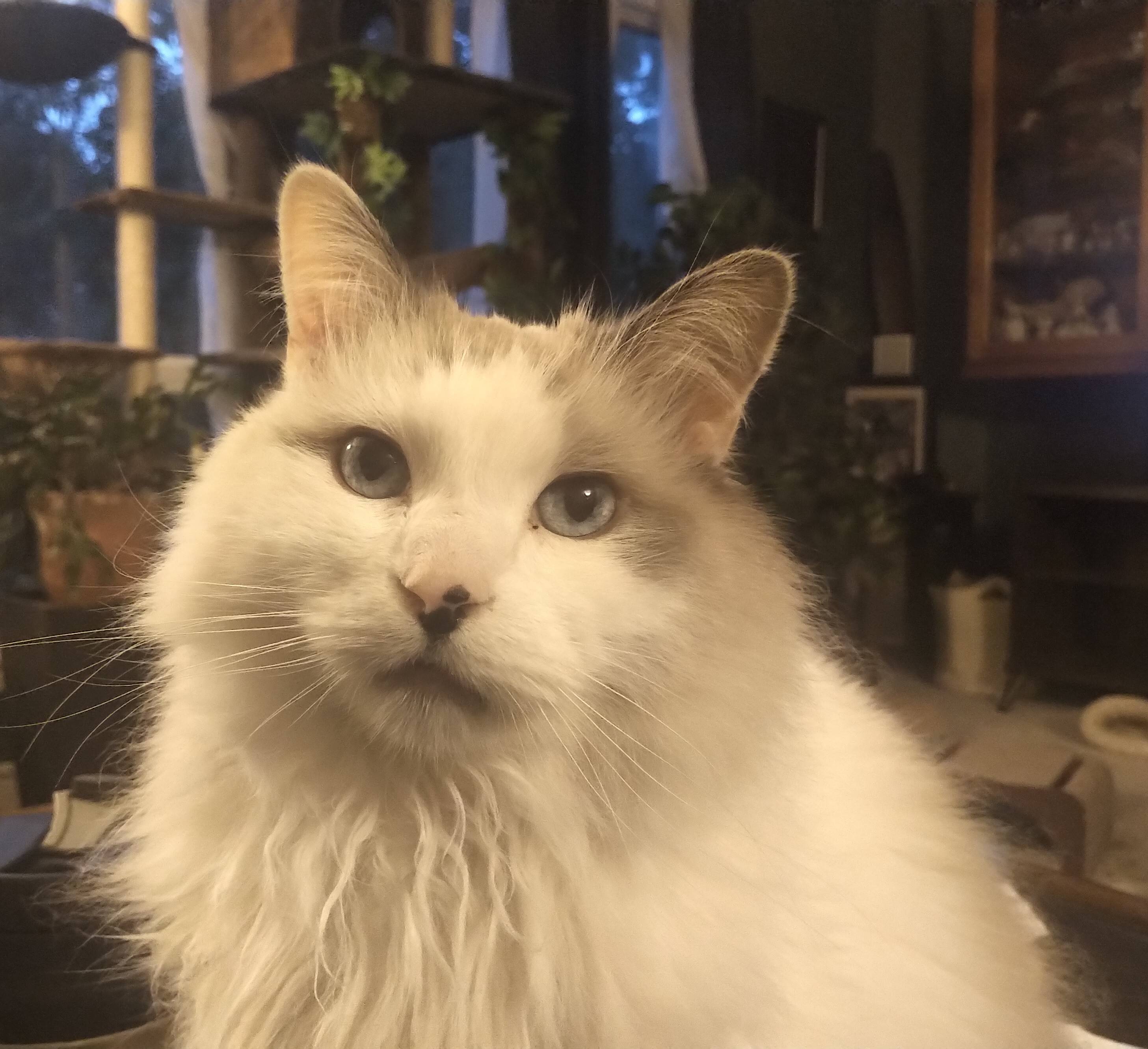 Steel blue eyes and a handsome peanut | Scrolller