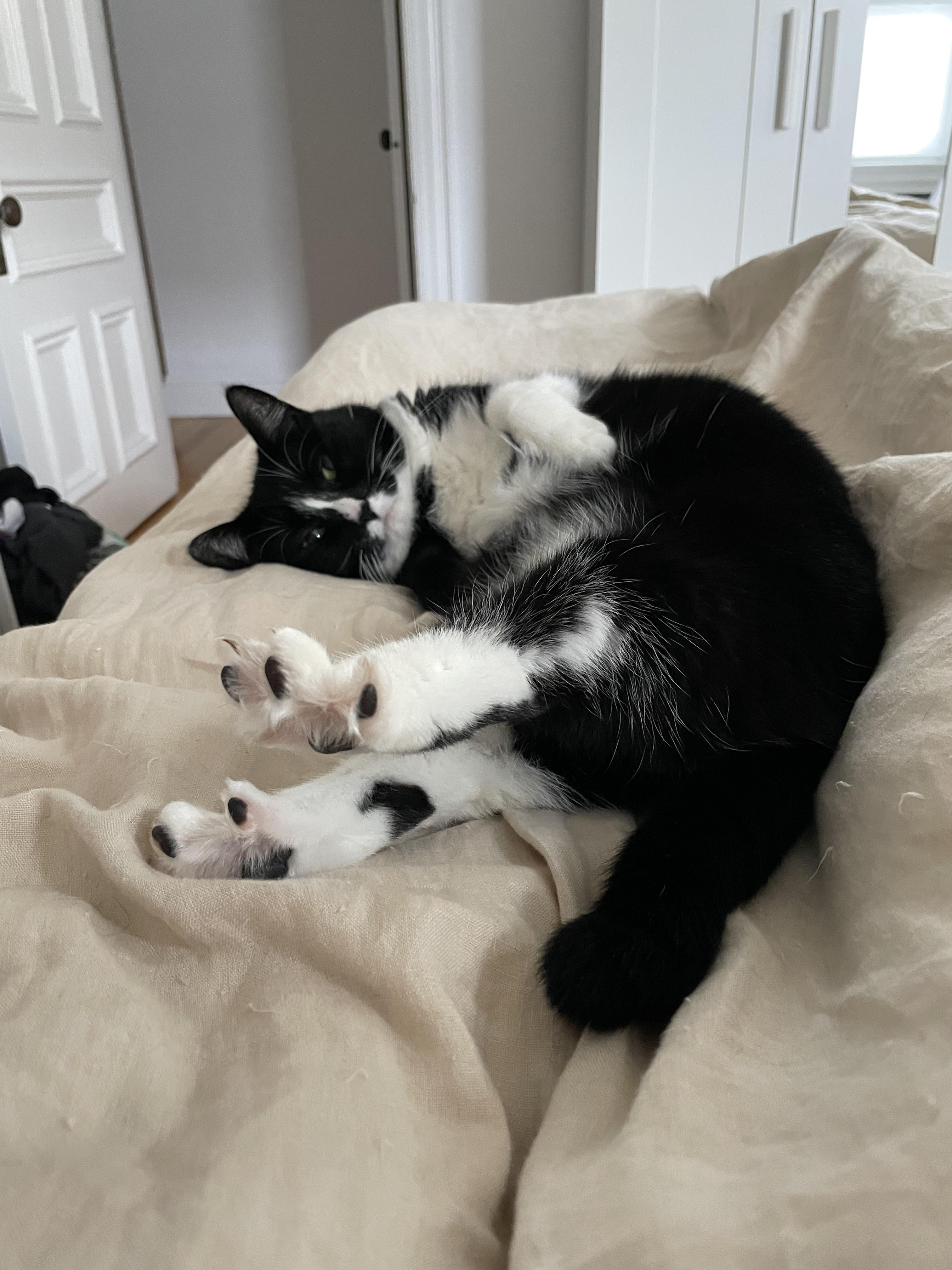 stretching out the toe fluffs! | Scrolller