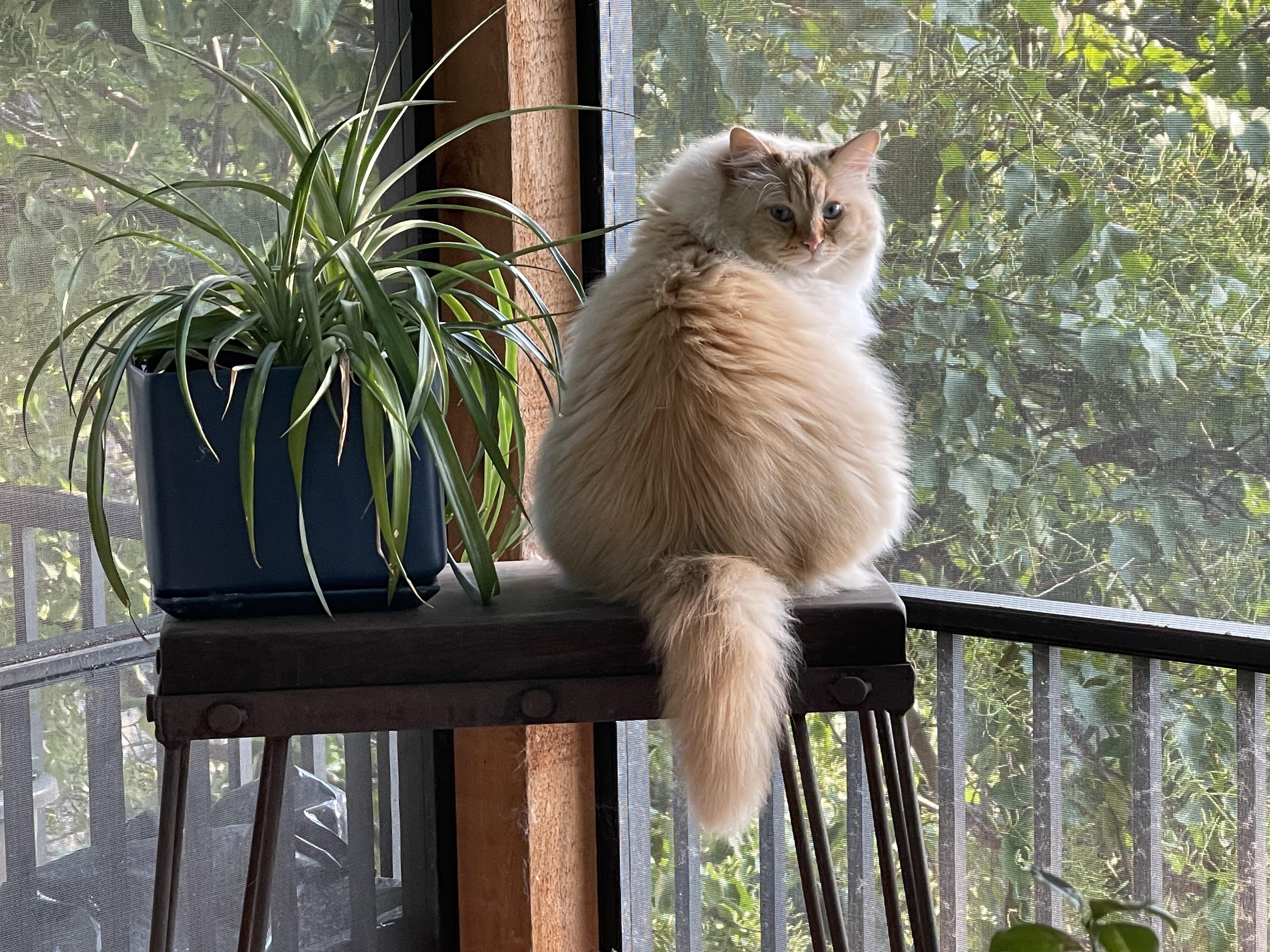 Stubby bottlebrush | Scrolller