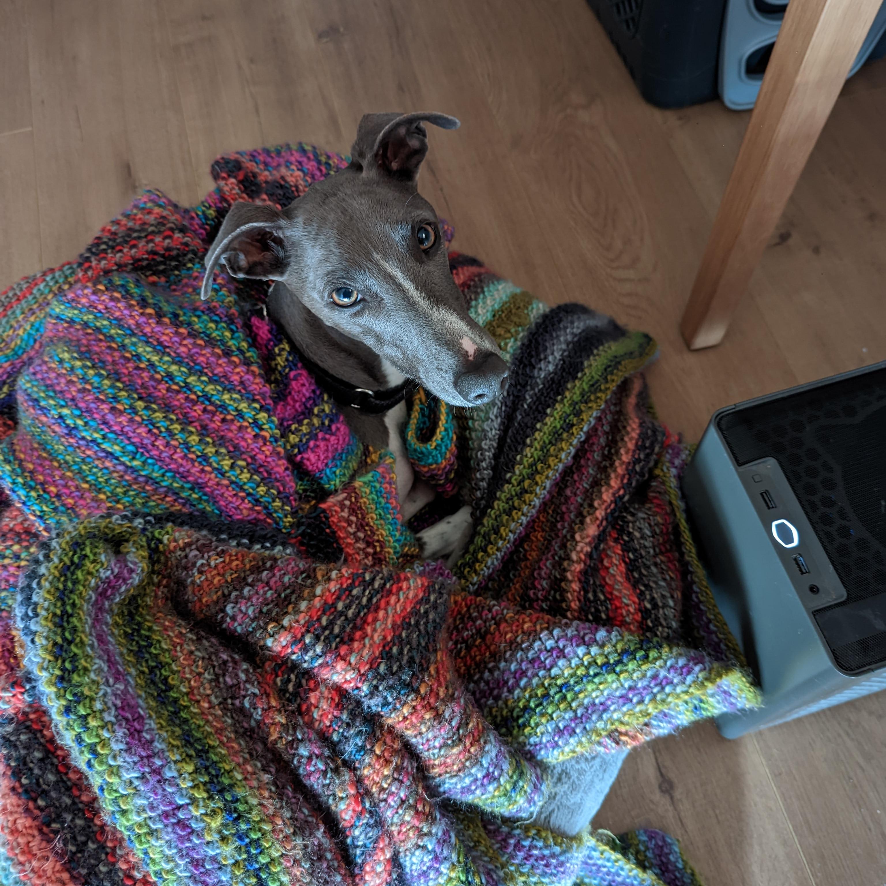 Study Budy🐕🧑‍💻 | Scrolller