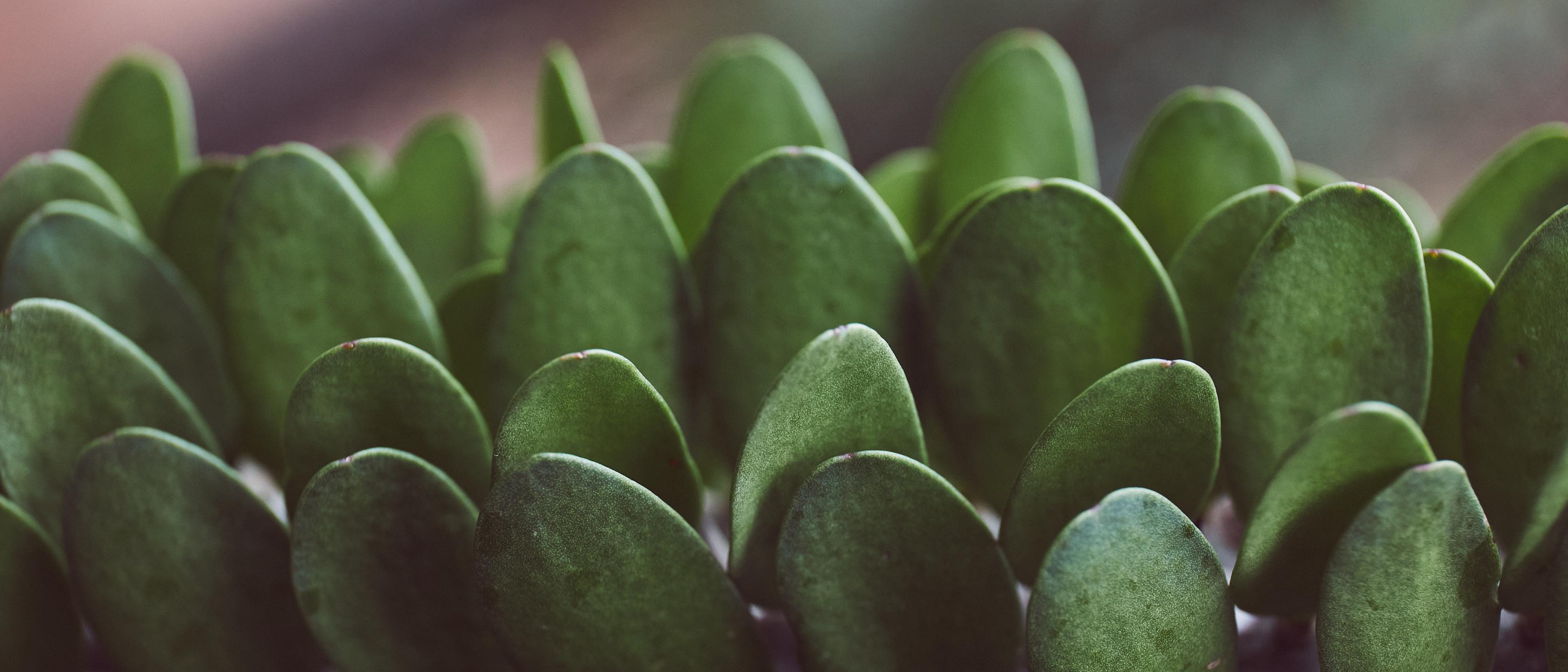 Succulent, Macro, OC [3440x1440] | Scrolller