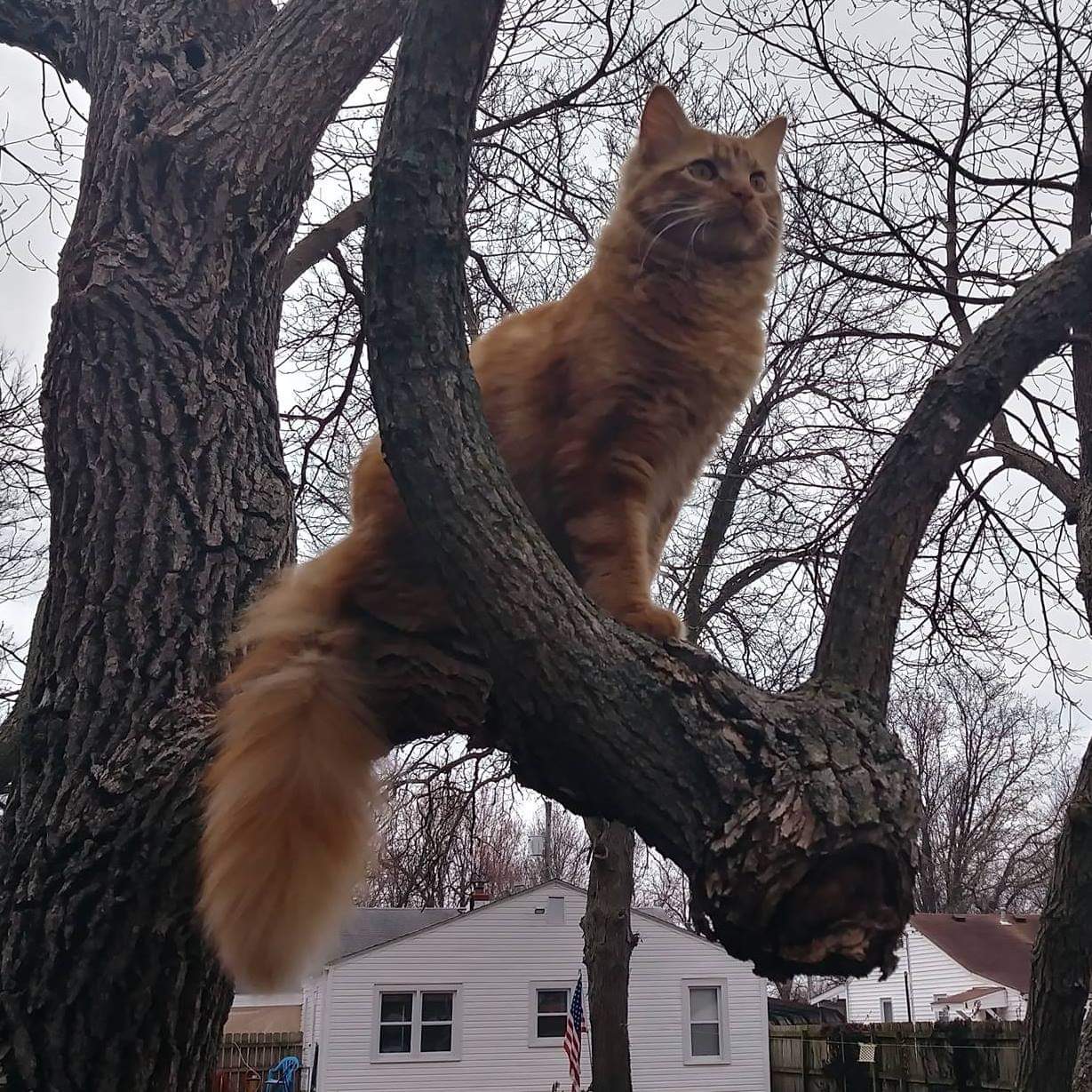 Such a regal fluff | Scrolller