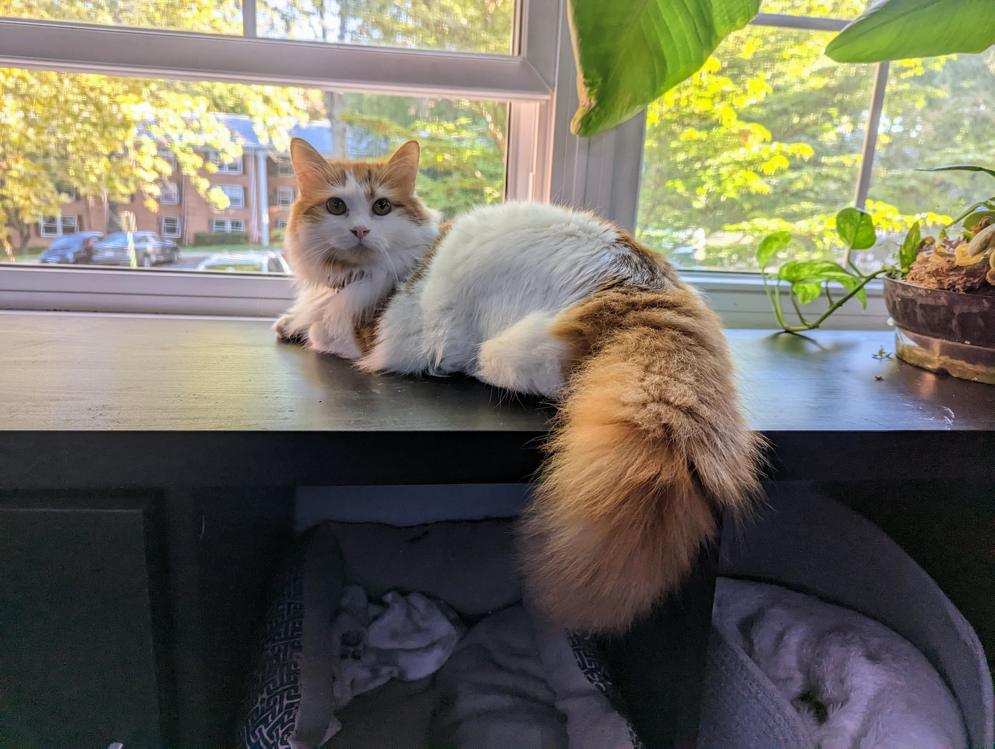 Sunbathing. | Scrolller