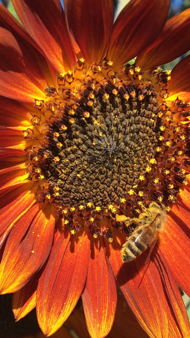 Sunflower with a bee [OC] | Scrolller
