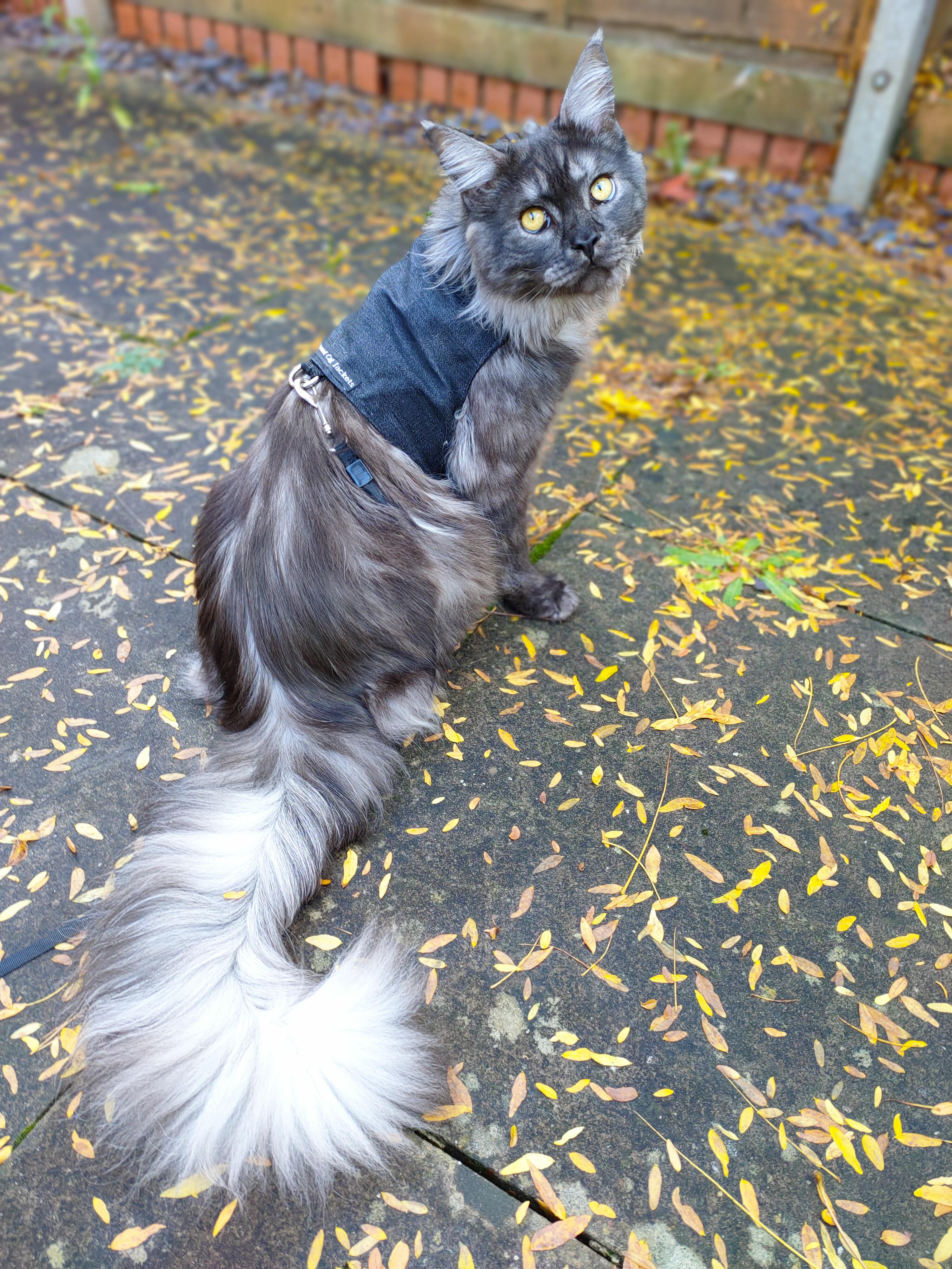 Sweeping up the leaves | Scrolller