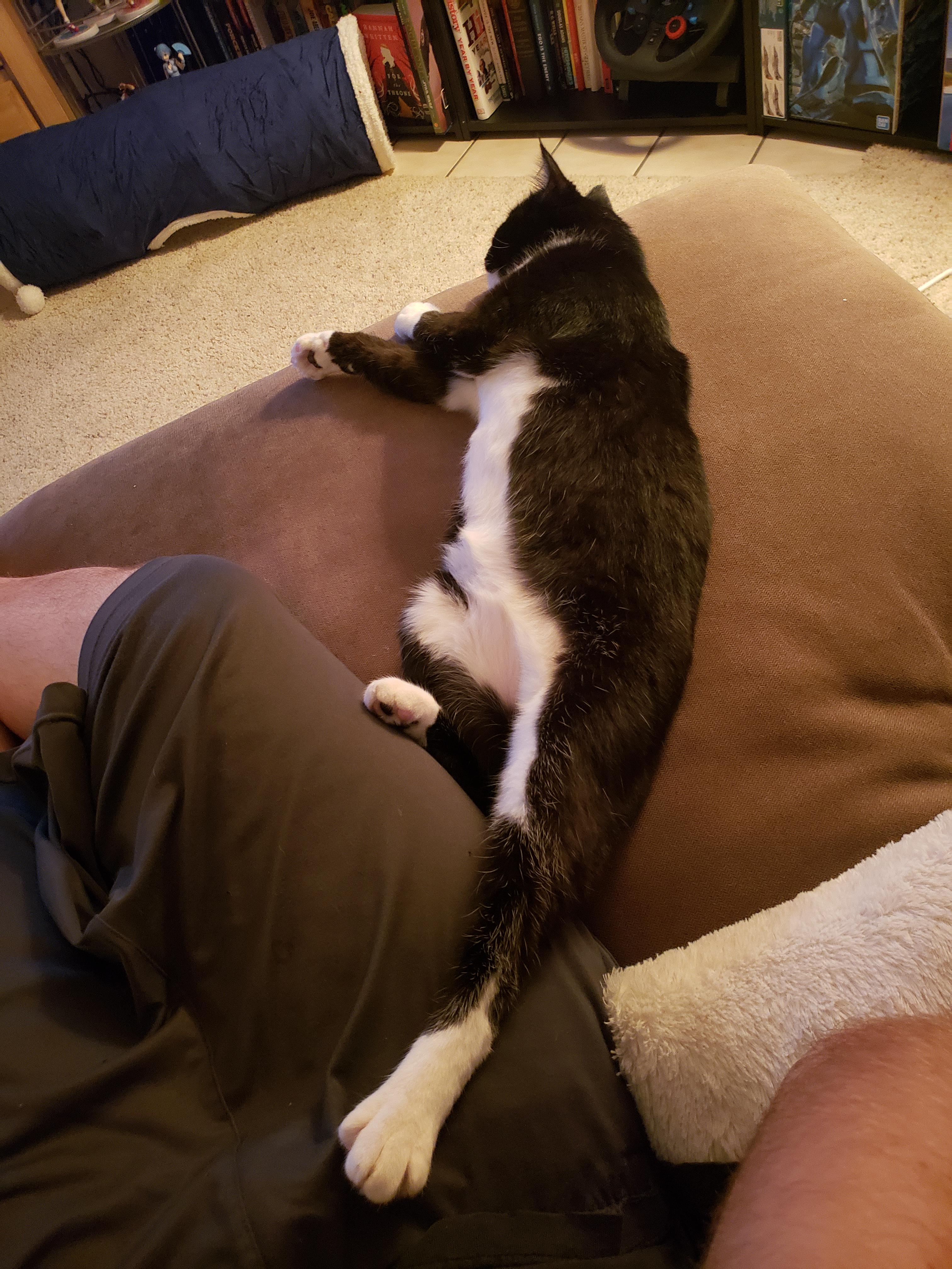 Syl strikes again as her inner long cat comes out | Scrolller