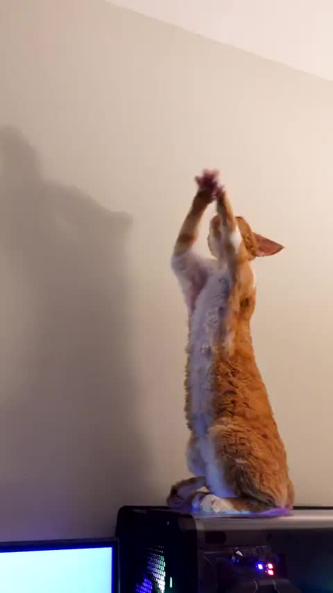 Tangerine discovered her shadow | Scrolller